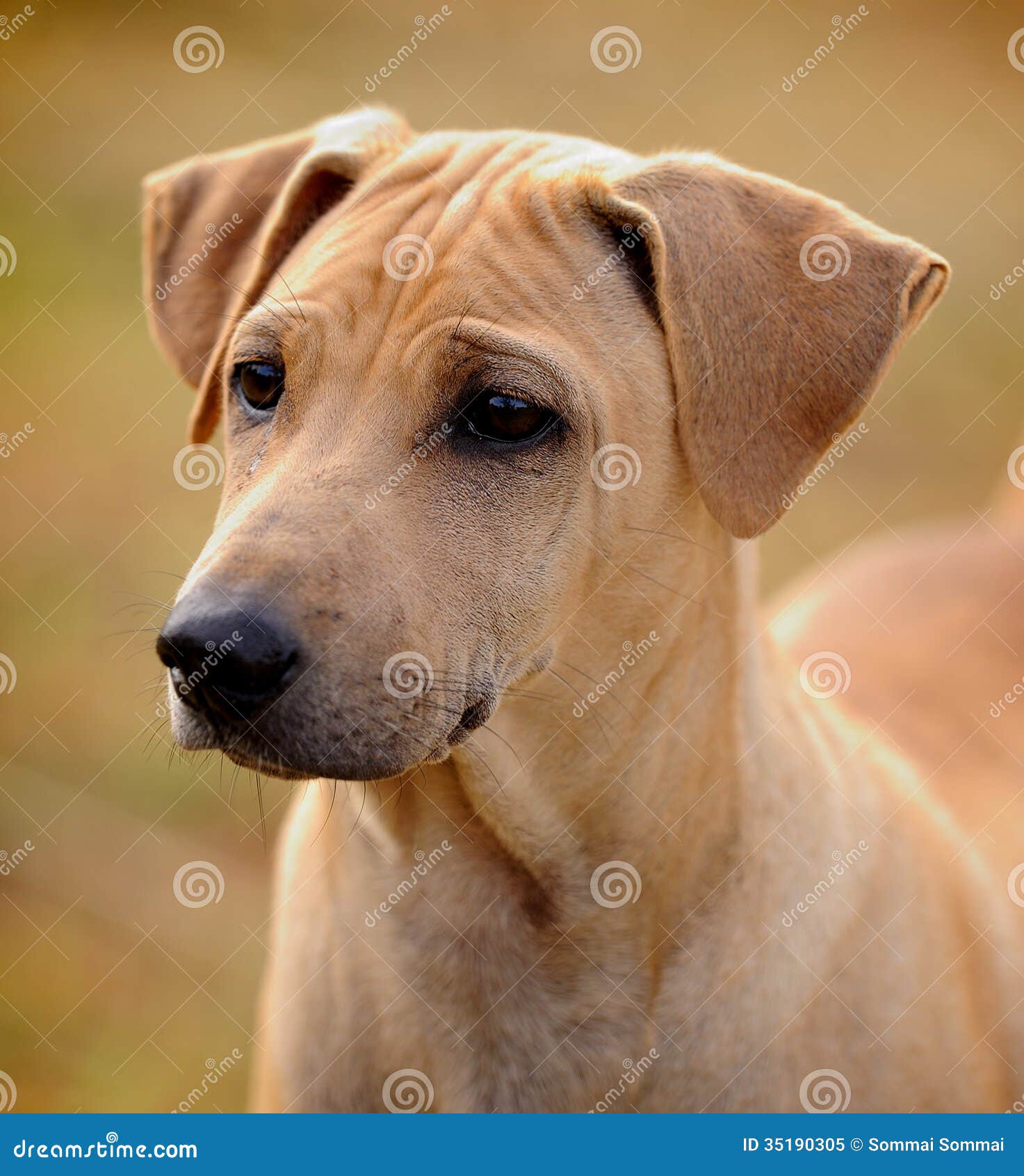 Thaise Bruine Ridgeback-Hond Stock Afbeelding - Image of thais, brutaal ...