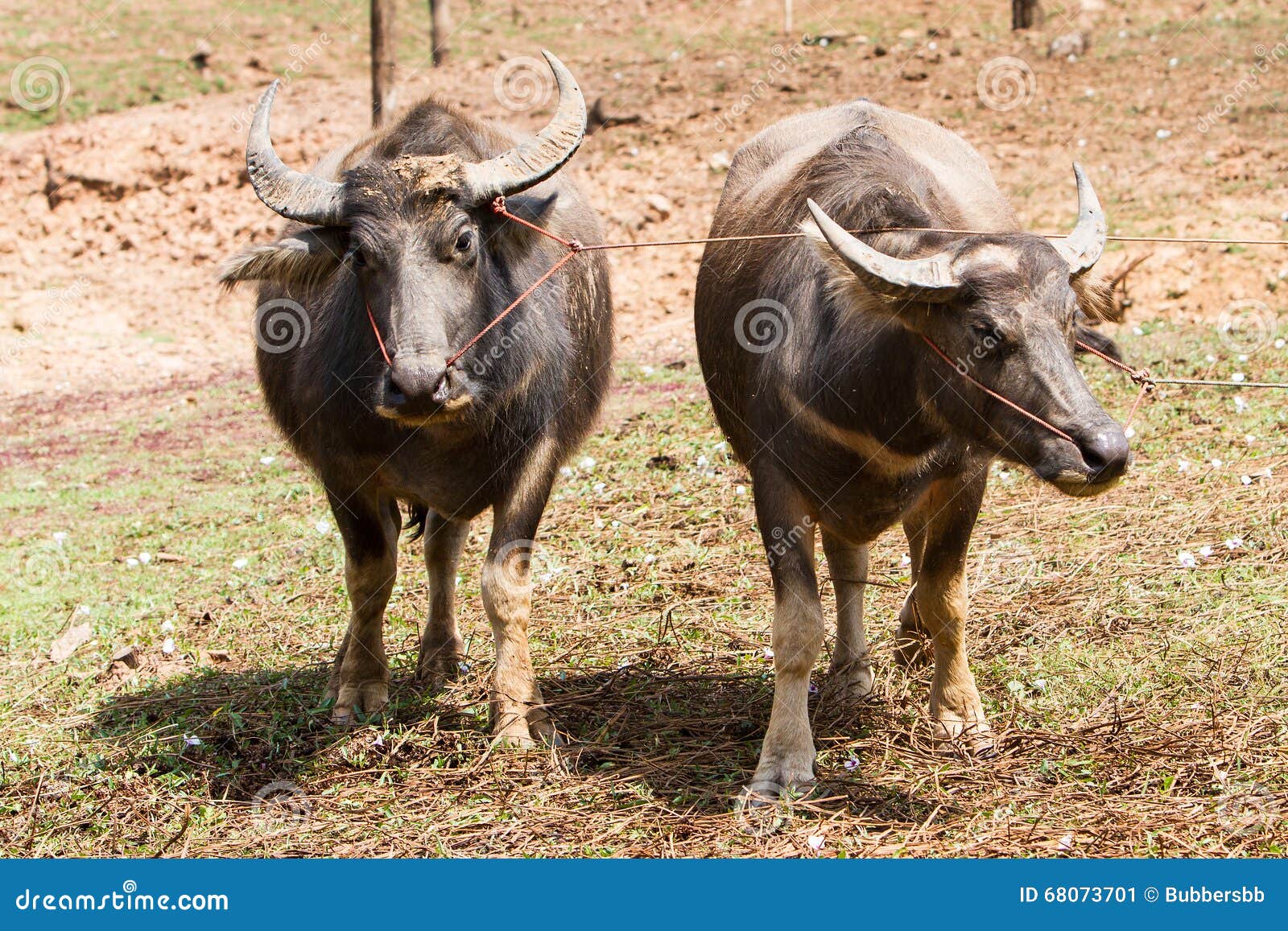 Thaise Buffels of Waterbuffel in Thailand Stock Afbeelding - Image of ...