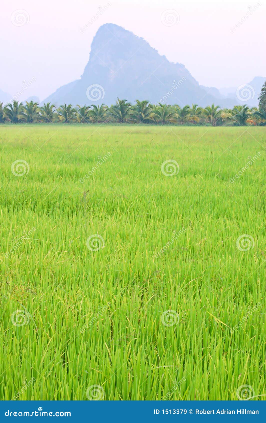 Thaise padie stock afbeelding. Image of landbouwbedrijf - 1513379