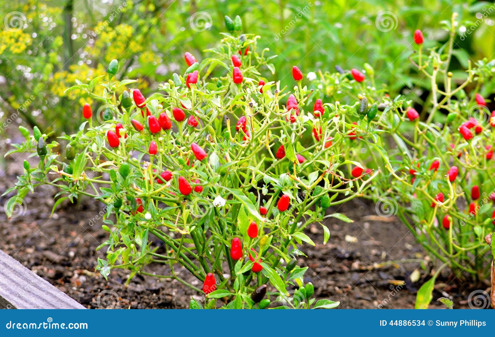 Thaise peper stock foto. Image of peper, jalapeno, kruidig - 44886534