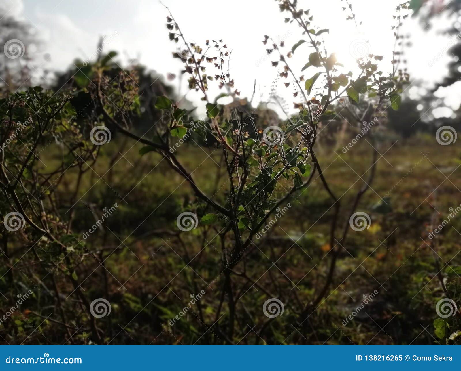 Thala plant stock image. Image of jungle, unknowen, name - 138216265