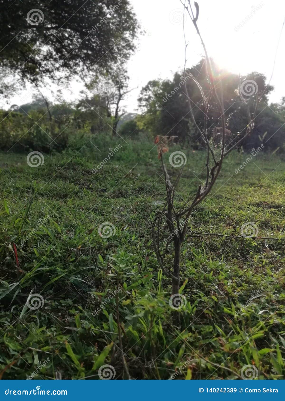 Thala plant stock image. Image of thala, plant, evining - 140242389