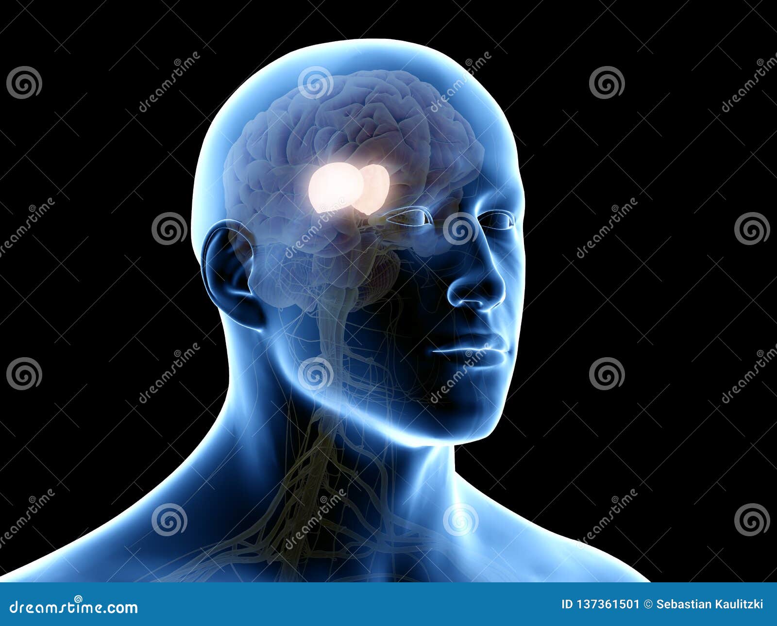 Male Thalamus Brain Anatomy - Isolated On White Royalty-Free Stock ...