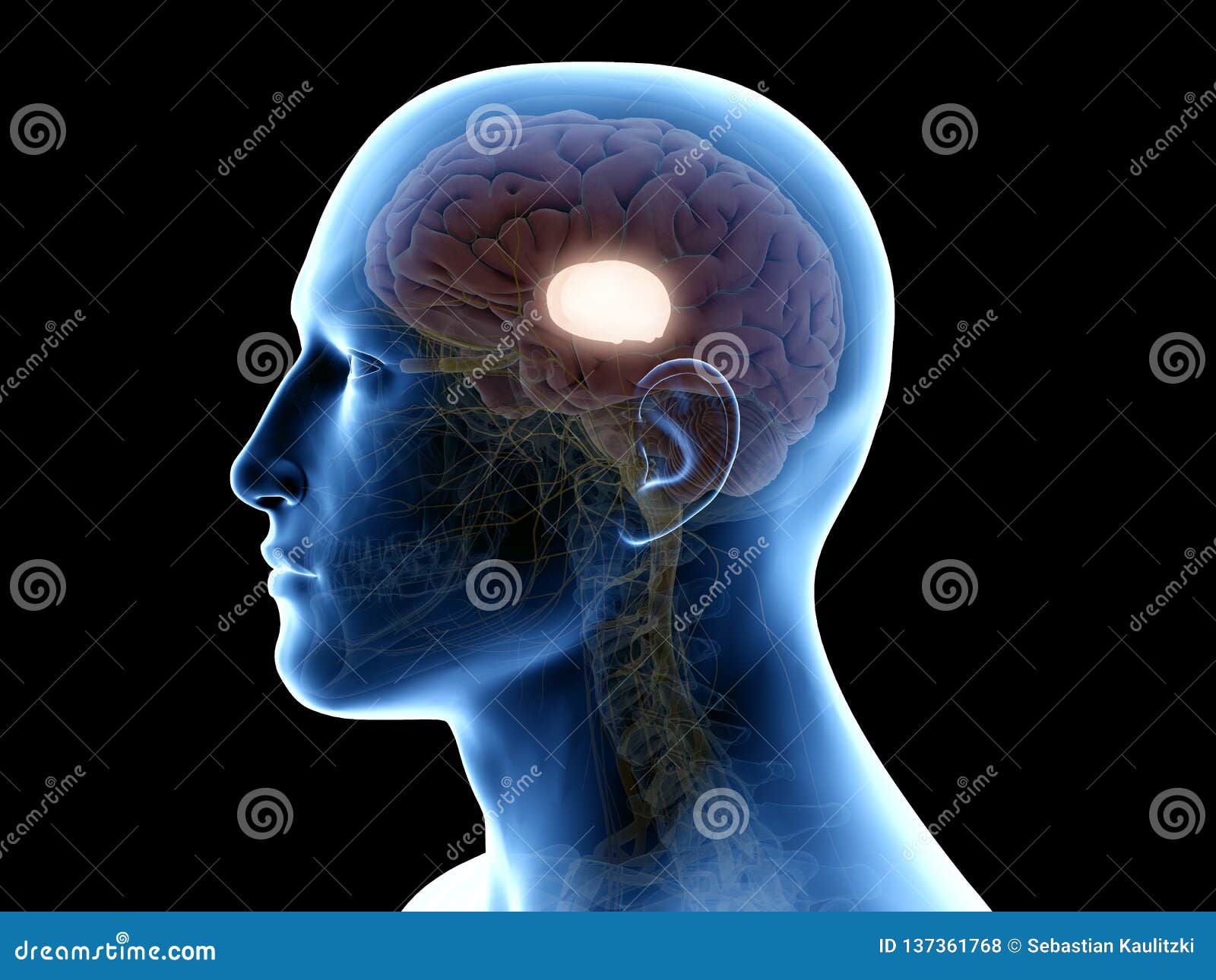 Male Thalamus Brain Anatomy - Isolated On White Royalty-Free Stock ...