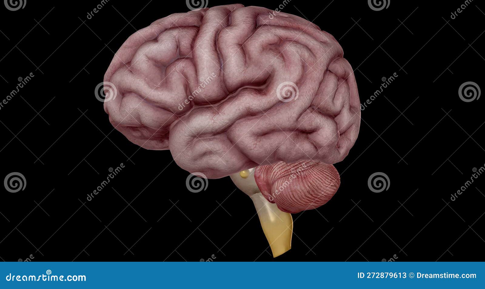 Thalamus is an Egg Shaped Structure in the Middle of Your Brain Stock ...