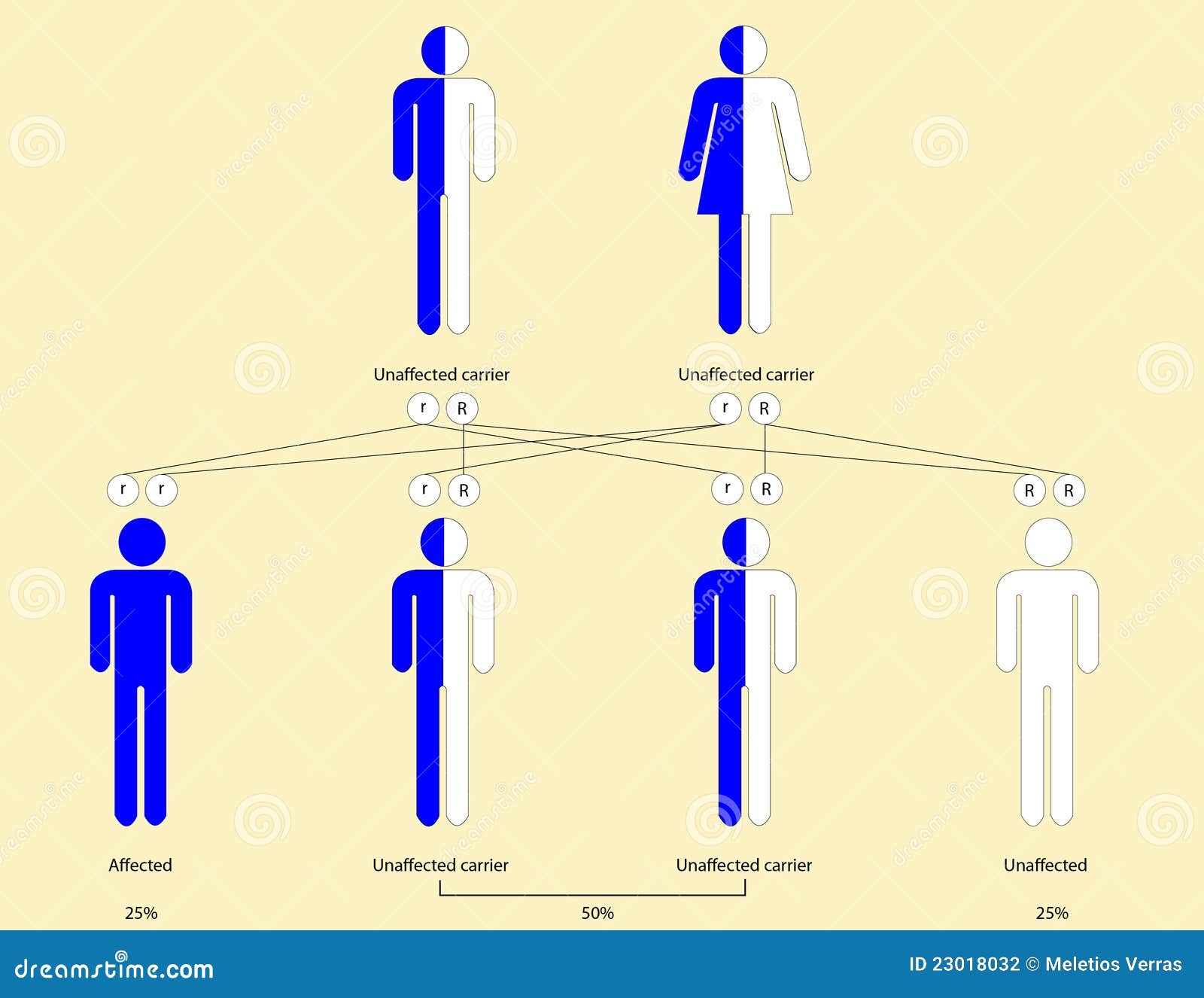 Thalassemia Pattern of Inheritance Stock Illustration - Illustration of ... Thalassemia Pattern of Inheritance Stock Illustration - Illustration of ...