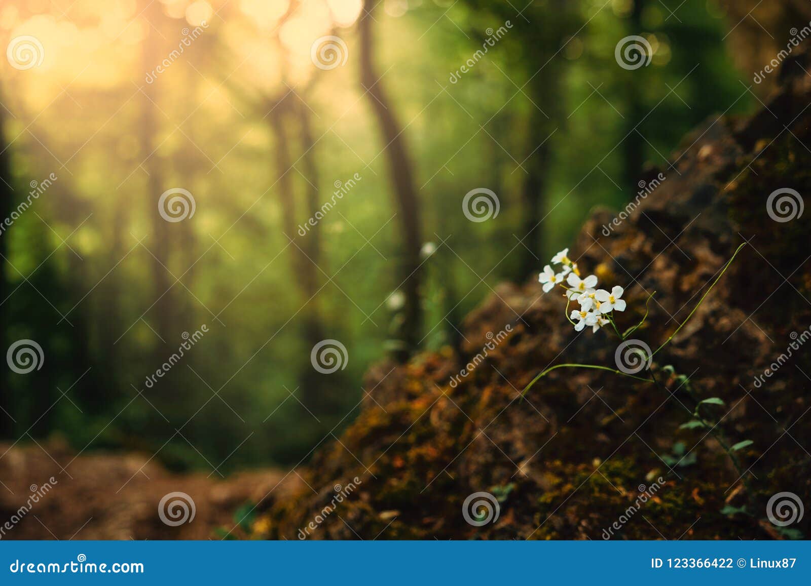 White flower in forest stock photo. Image of floral - 123366422