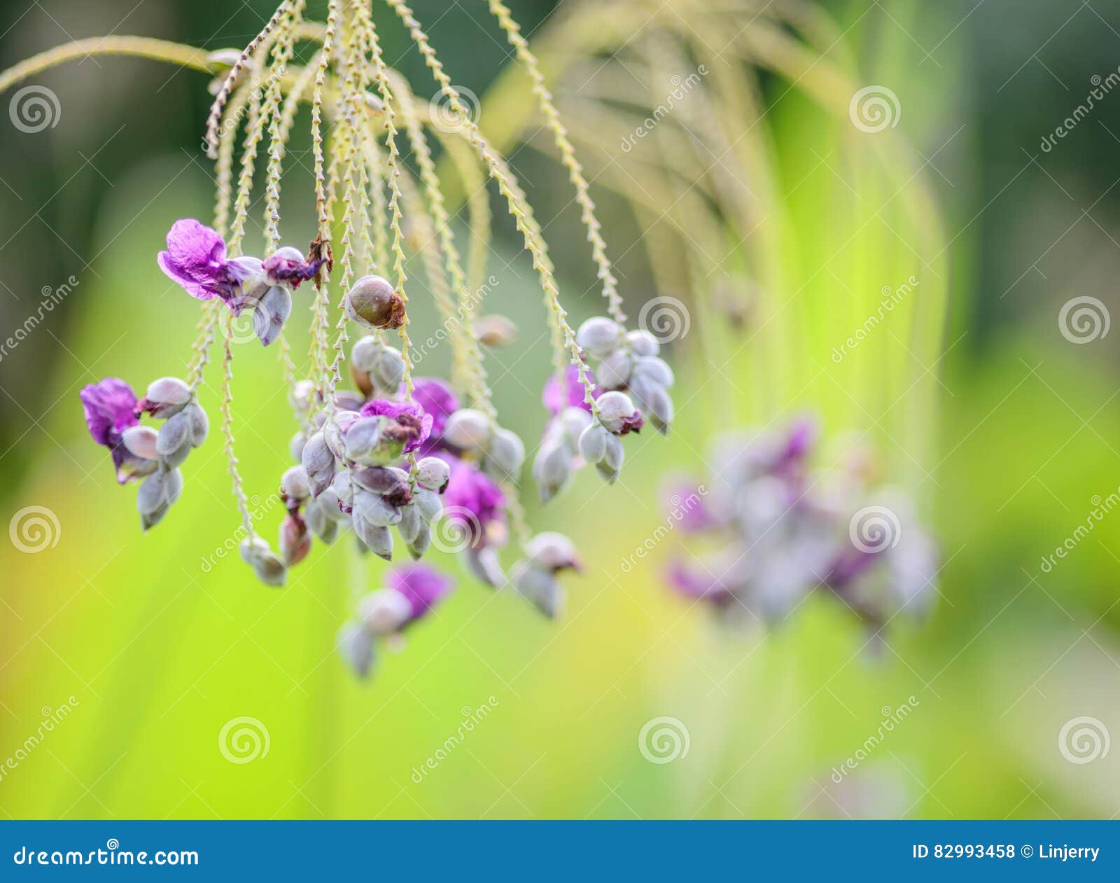 Thalia dealbata Flower stock photo. Image of beautiful - 82993458