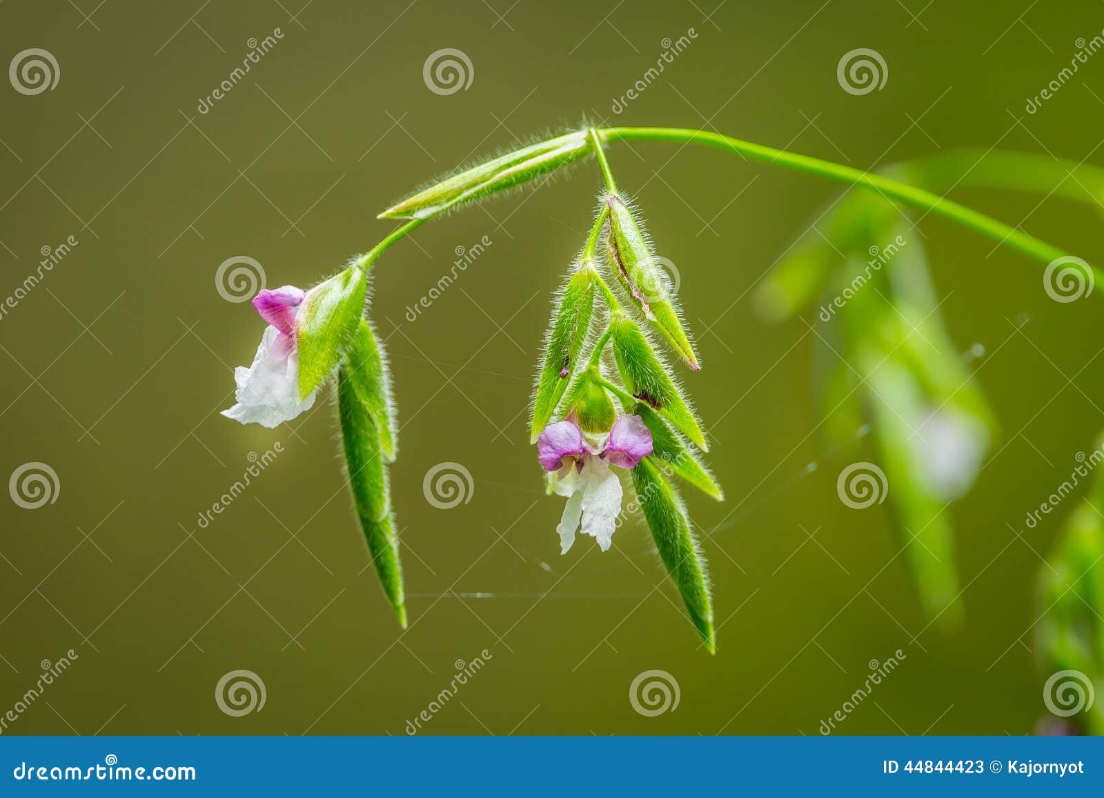 Thalia dealbata J.fraser stock image. Image of plant - 44844423