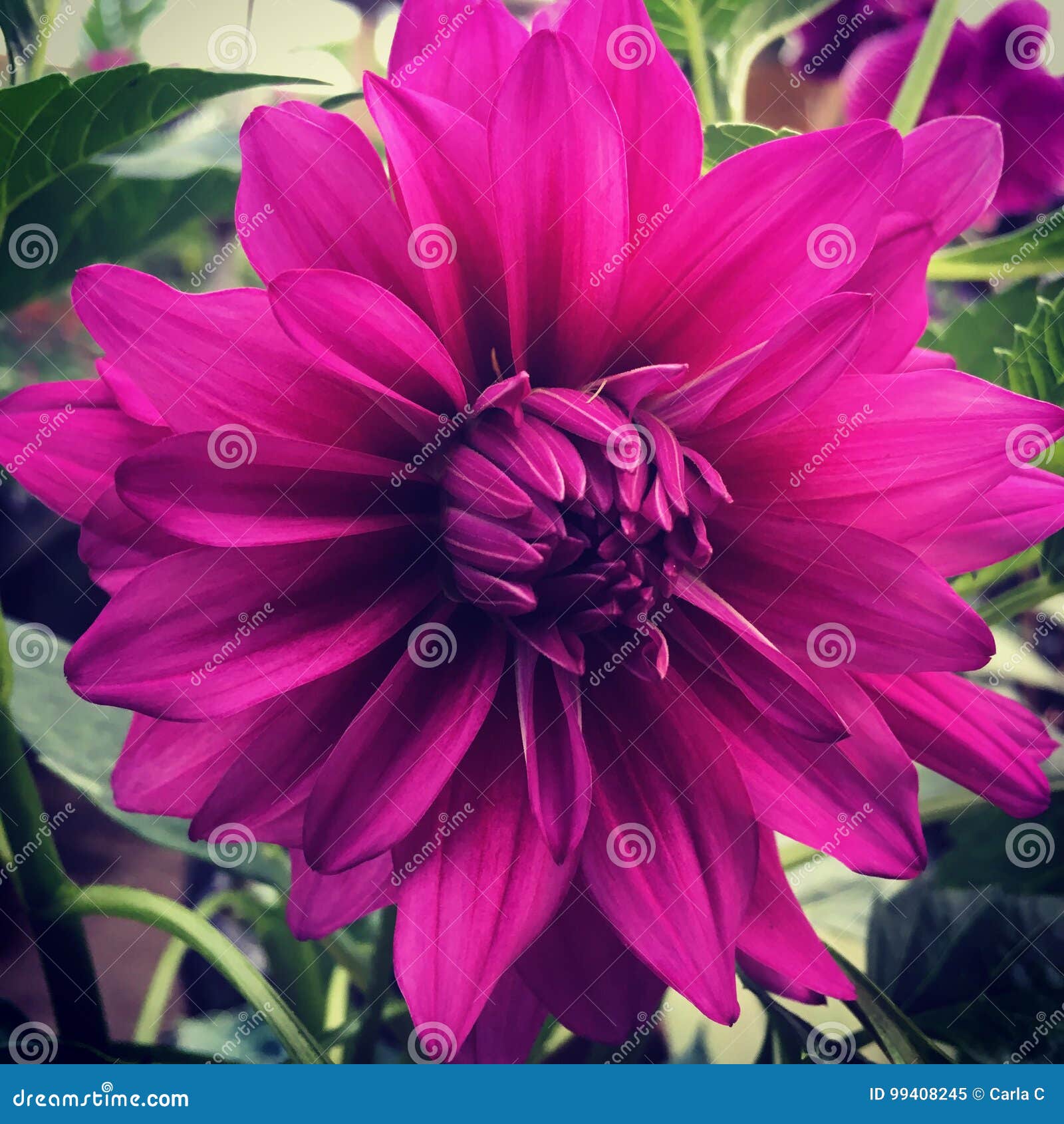 Splash of Thalias stock image. Image of amazing, flower - 99408245