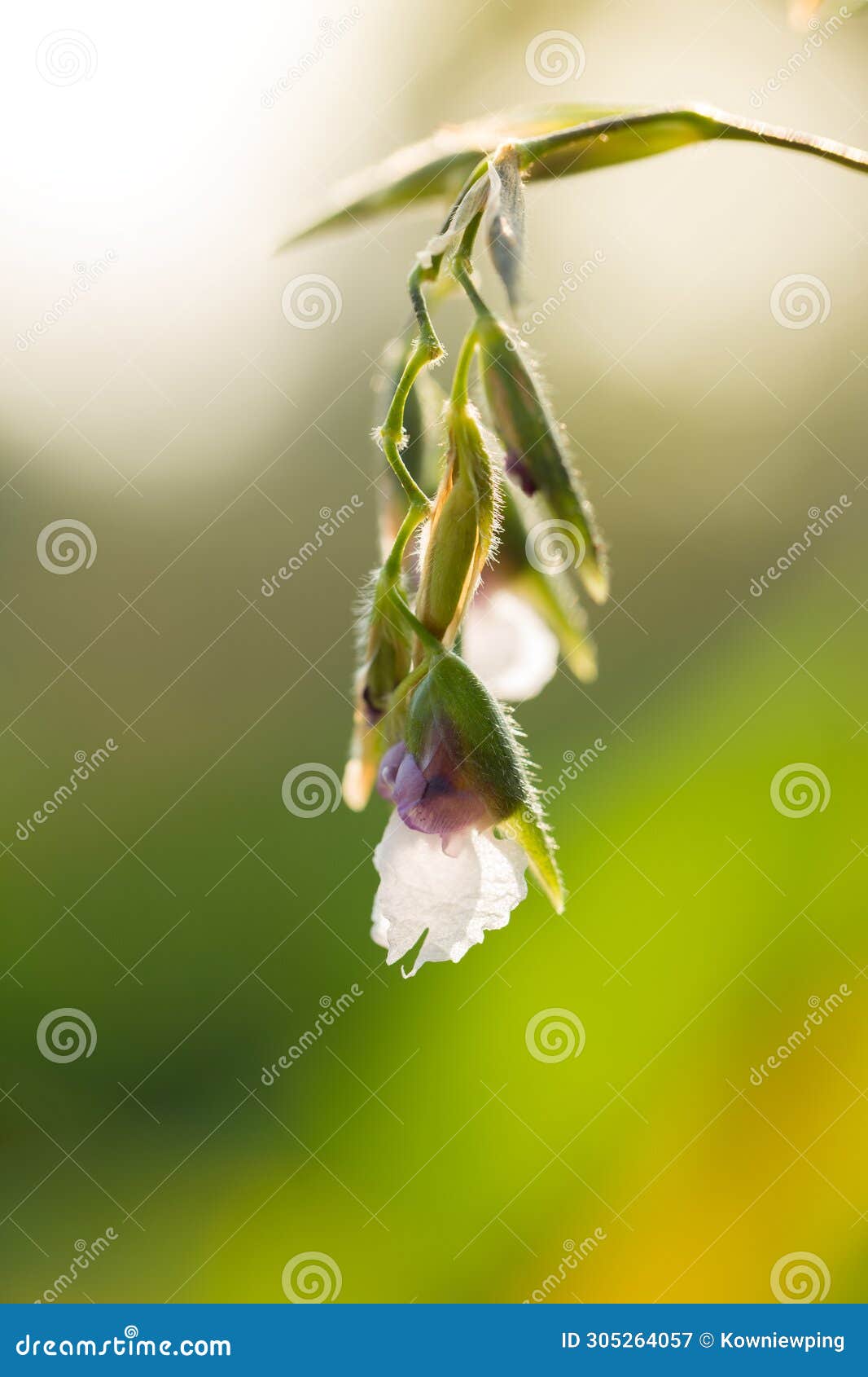 Thalia geniculata flower stock image. Image of intricate - 305264057