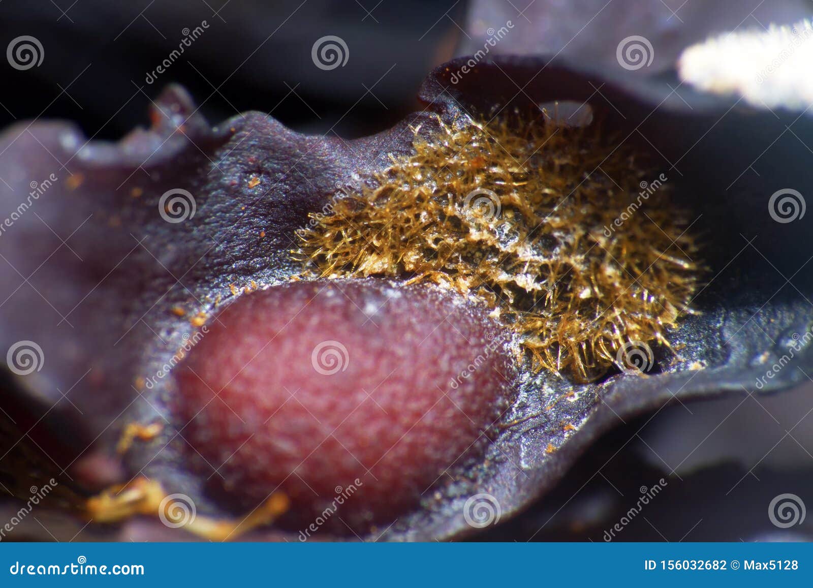 Thallome of Dry Algae and the Remains of Shells Stock Photo - Image of ...