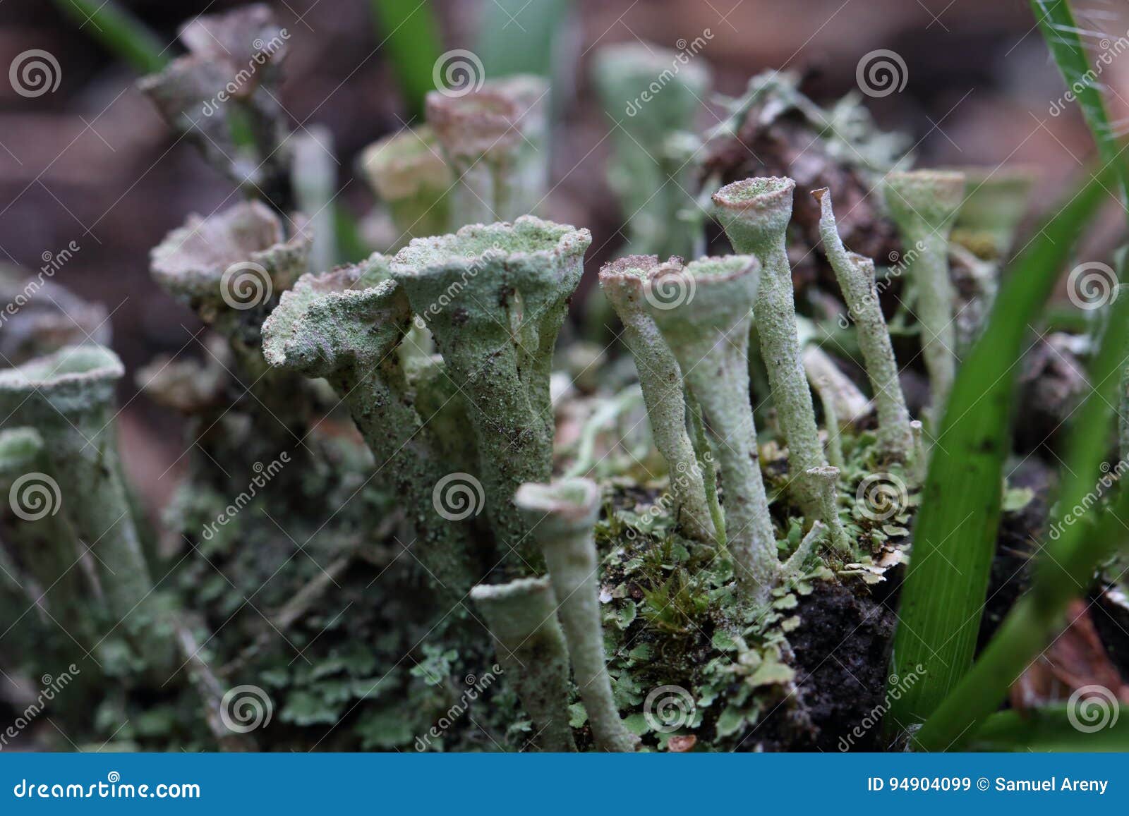 Thallus and Apothecium of Cup Lichen Stock Image - Image of alga ...