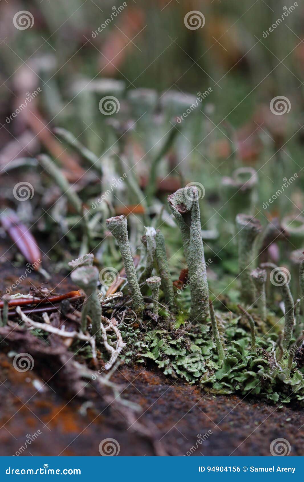 Thallus and Apothecium of Cup Lichen Stock Photo - Image of stone ...