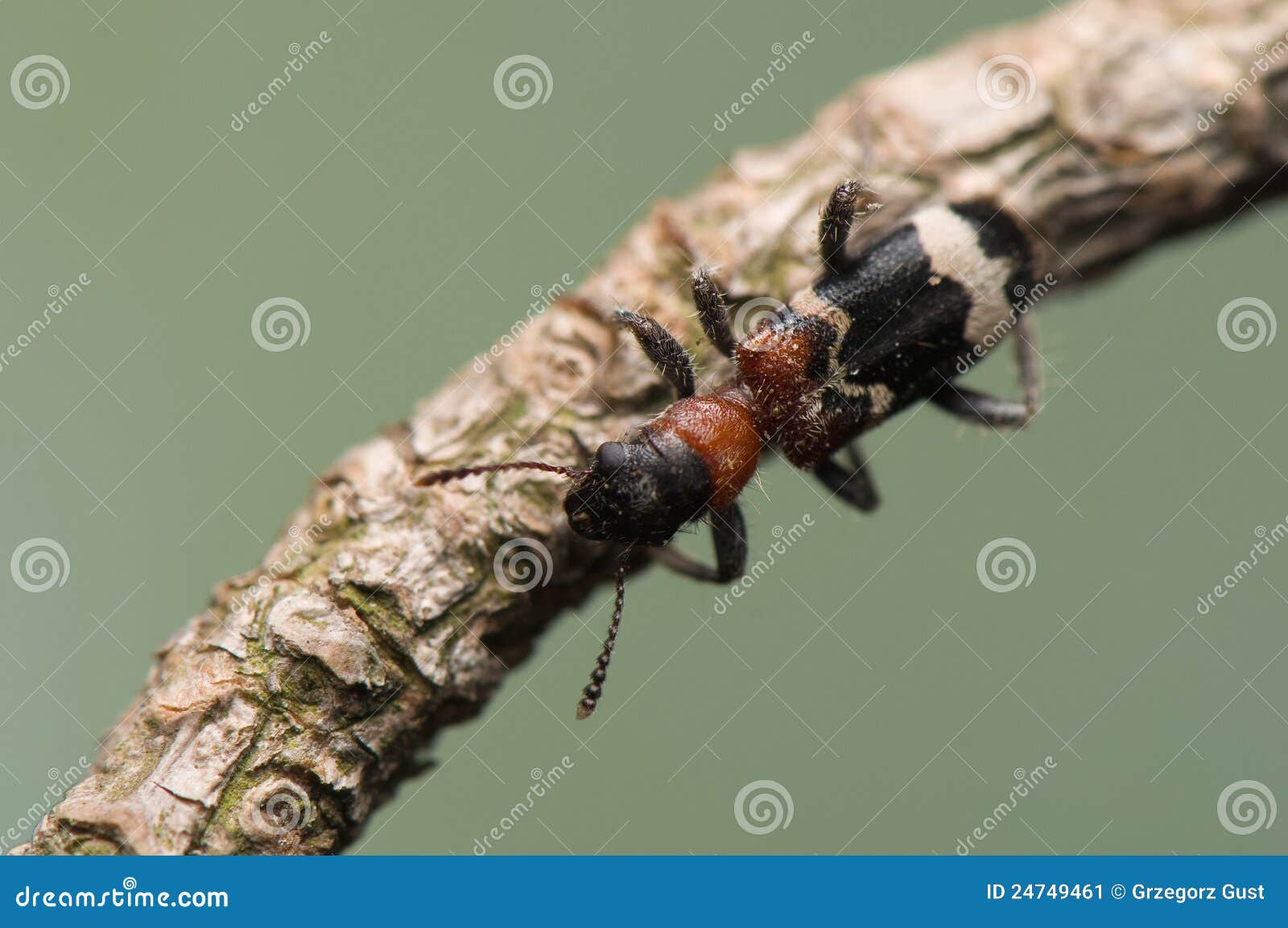 Thanasimus formicarius stock image. Image of single, antennae - 24749461