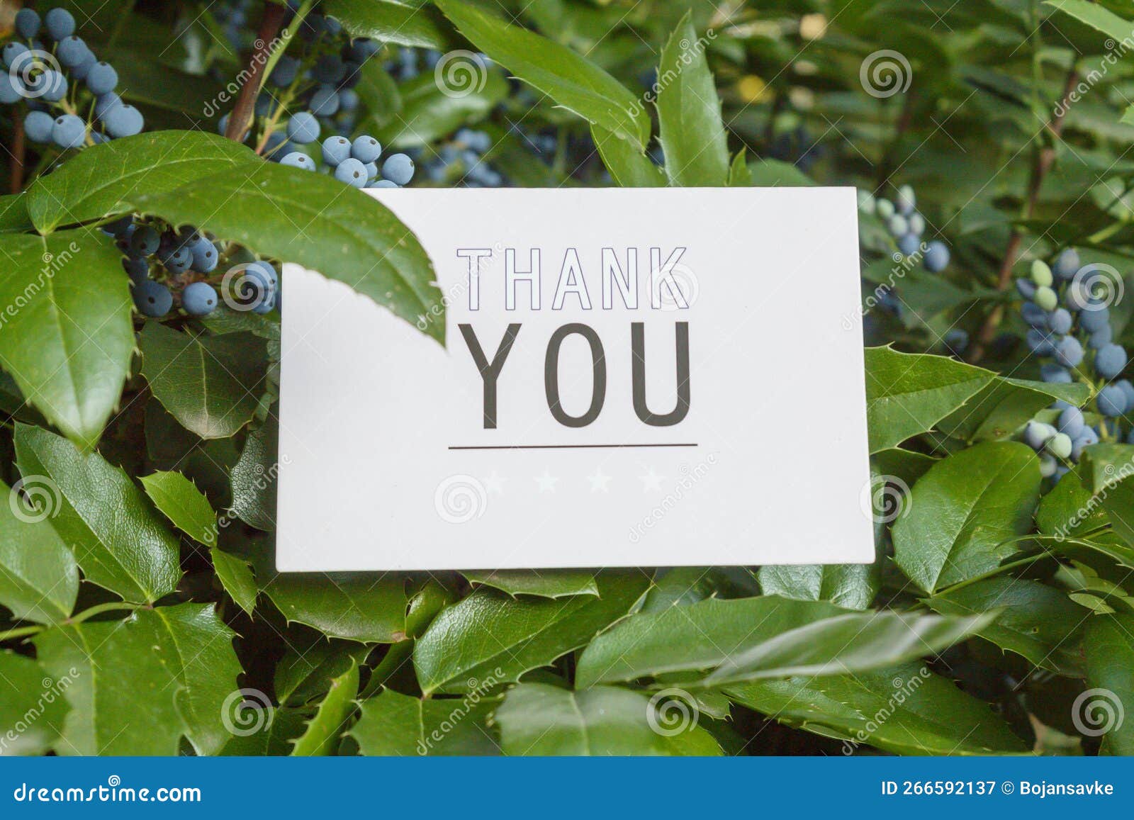 Thank You Card on Green Leaves Background Stock Image - Image of ...