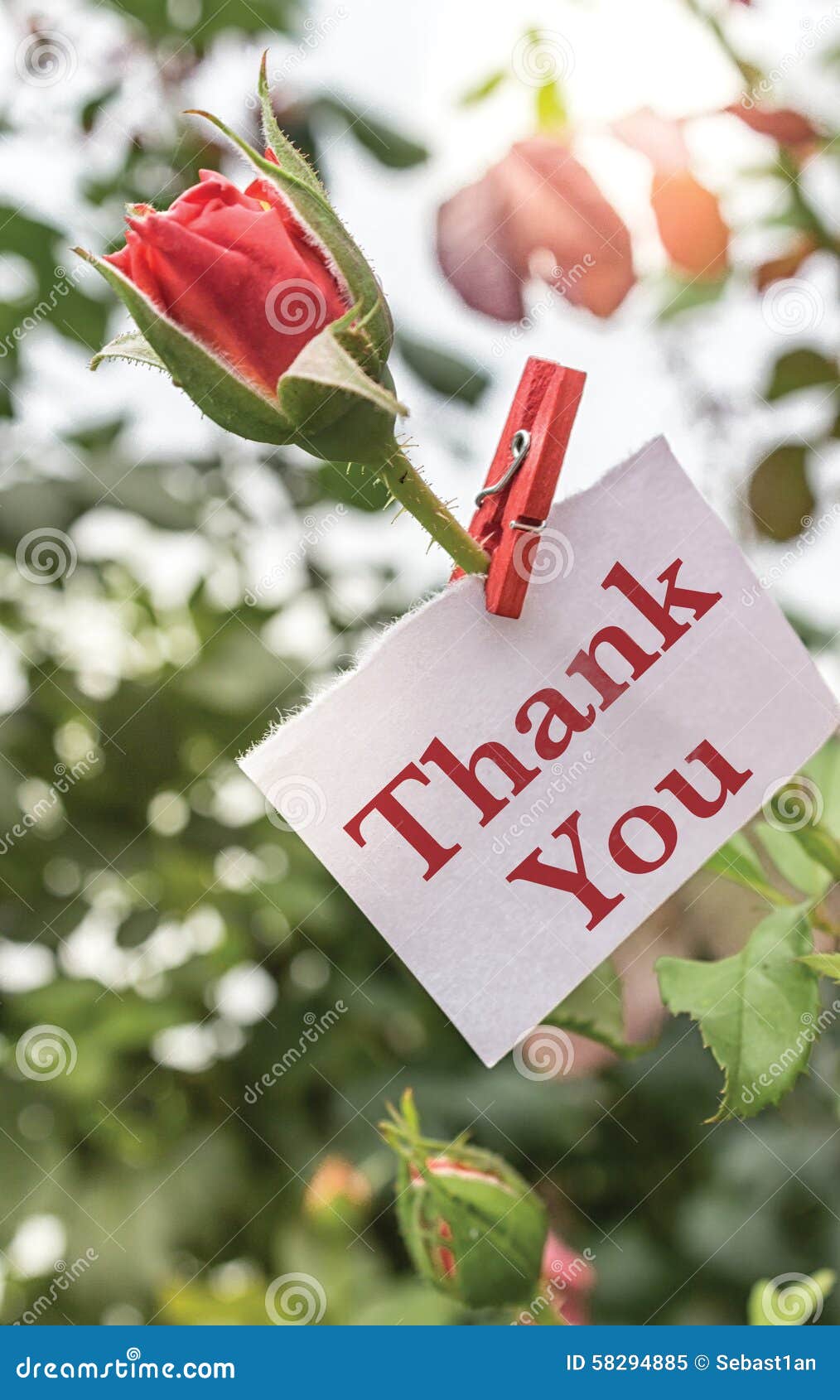 Thank You stock image. Image of gratitude, rose, card - 58294885