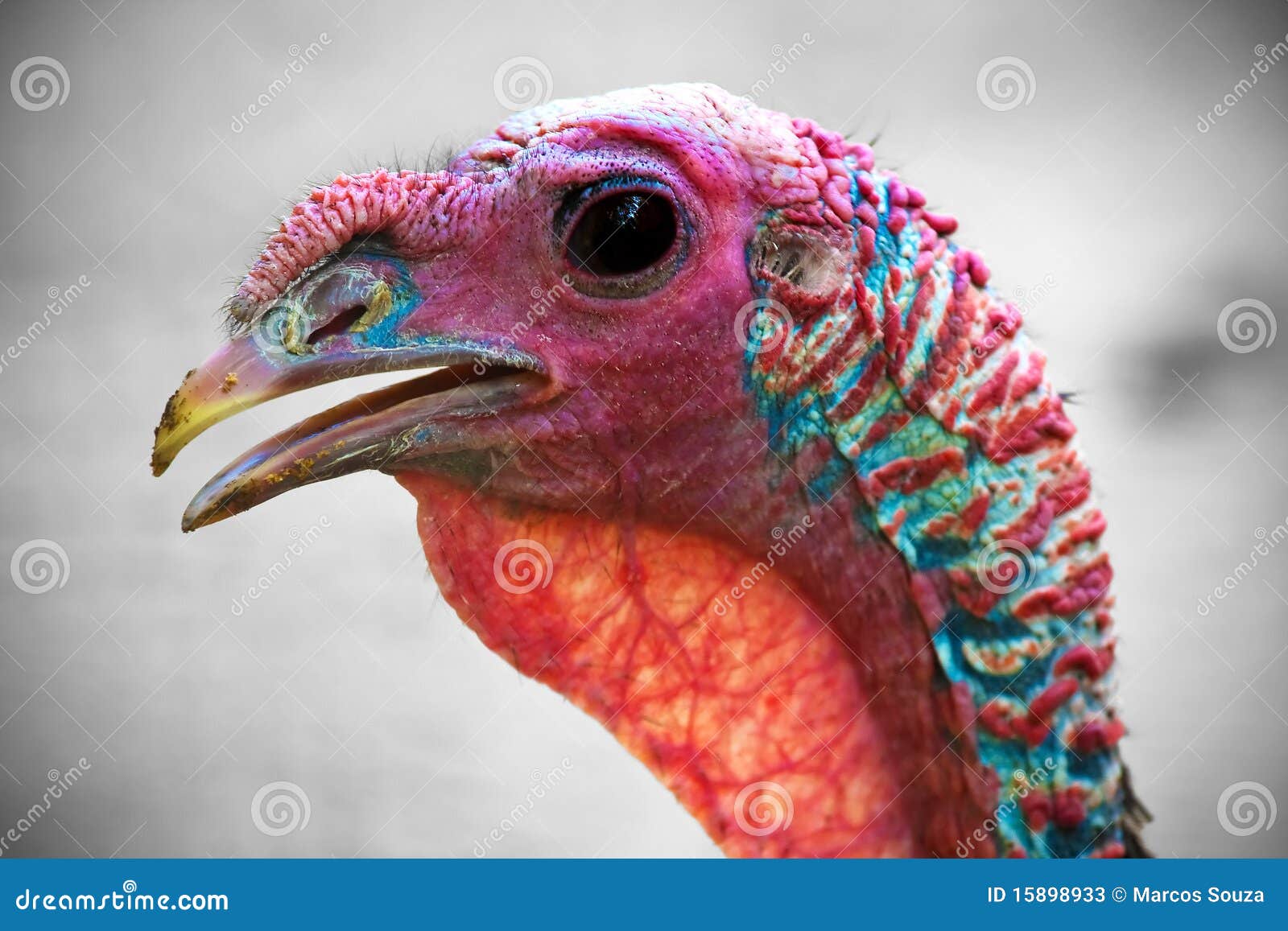 Thanks Giving Day. stock image. Image of animal, savage - 15898933