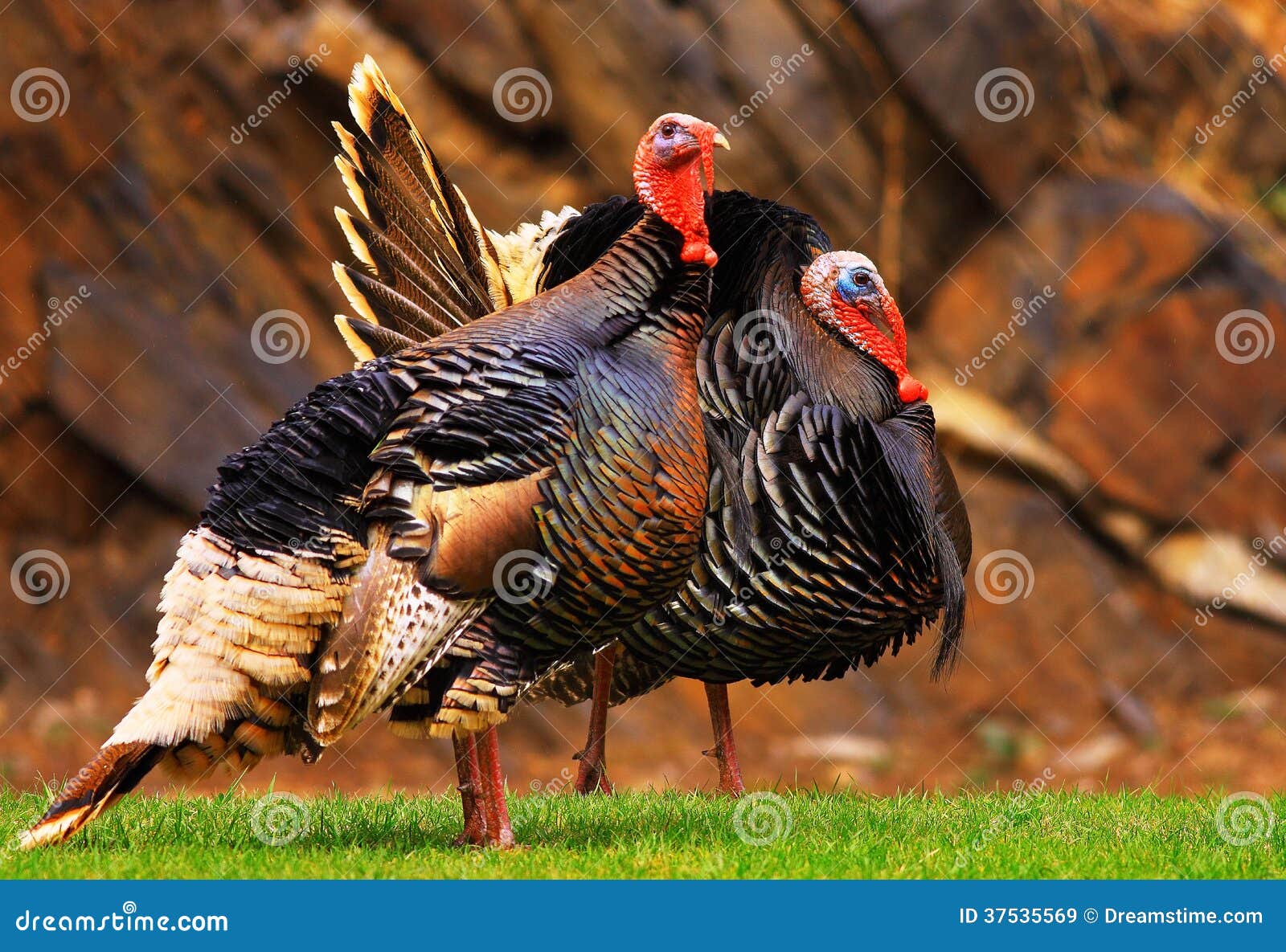 Thanks giving turkey stock image. Image of autumn, fowl - 37535569
