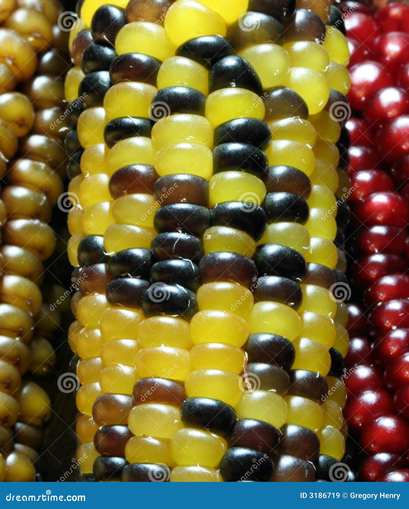 Thanksgiving Corn stock image. Image of organic, colored - 3186719
