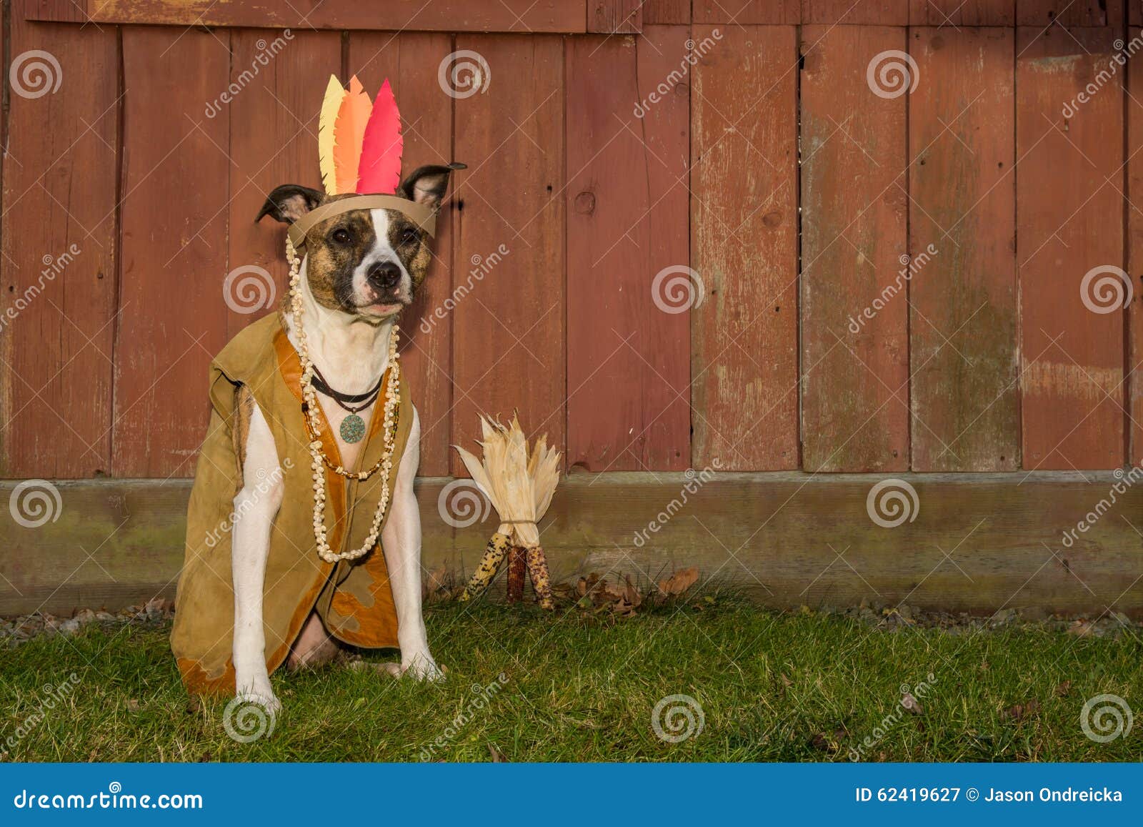 Thanksgiving Dog stock image. Image of decor, autumn - 62419627