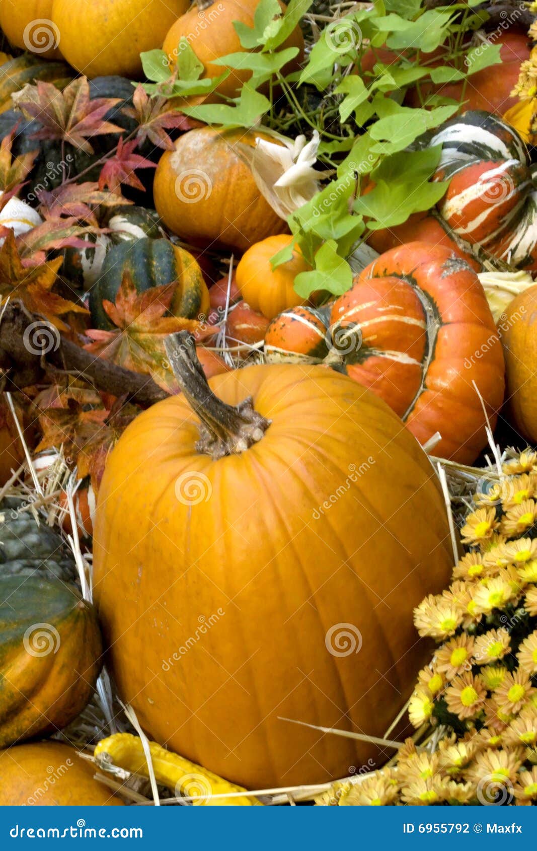 Thanksgiving and Fall Decor Stock Photo - Image of harvest, vibrant ...