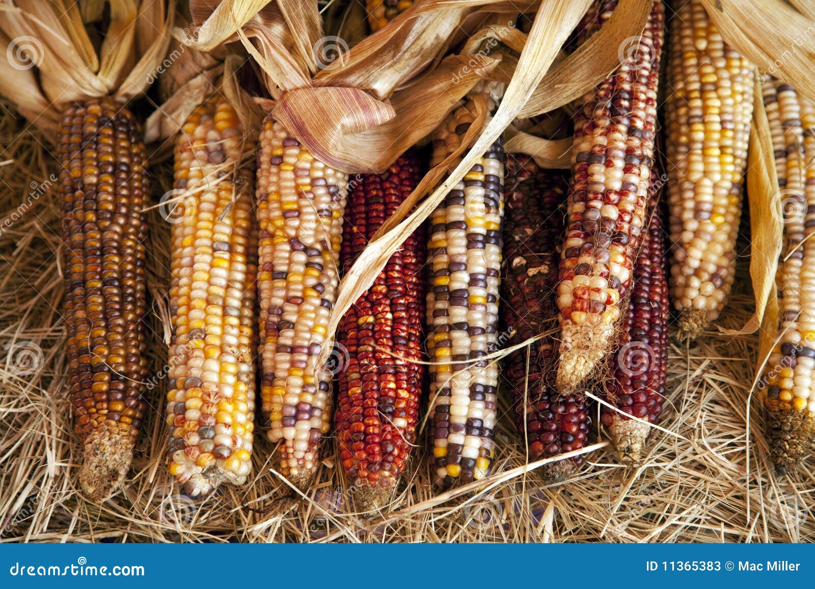 Thanksgiving Halloween Ears of Corn Stock Image - Image of halloween ...