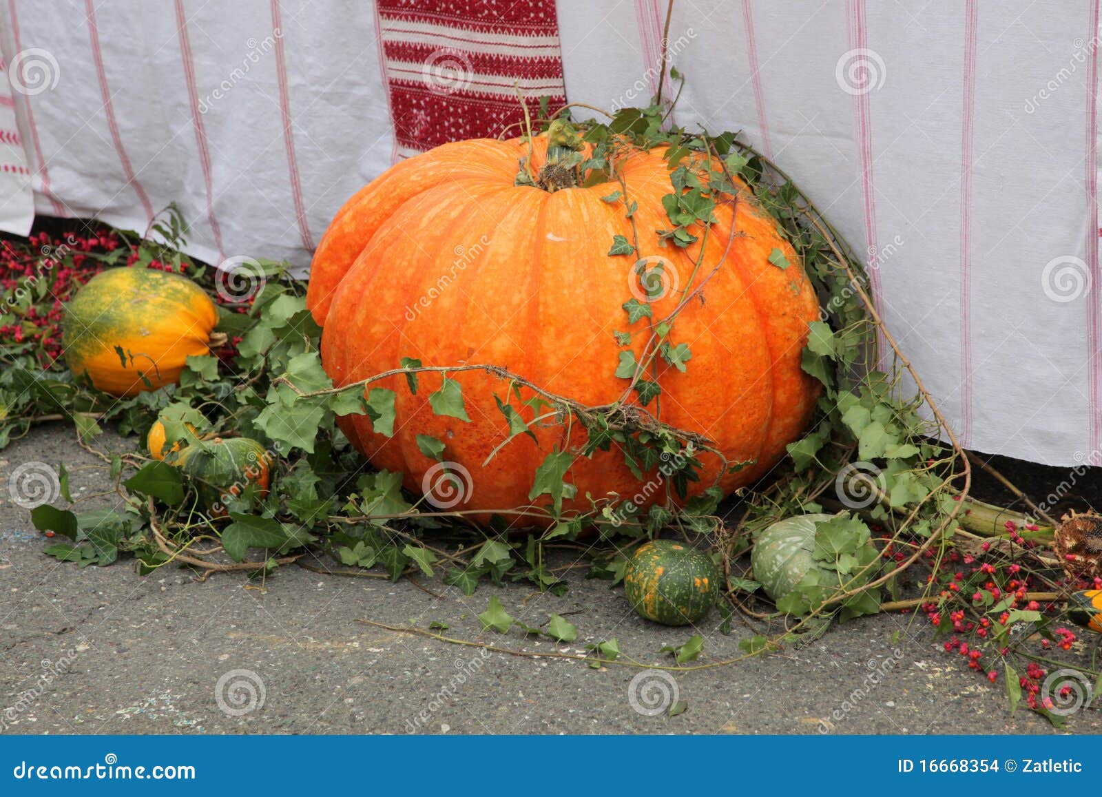 Thanksgiving Pumpkin Scene stock photo. Image of farm - 16668354