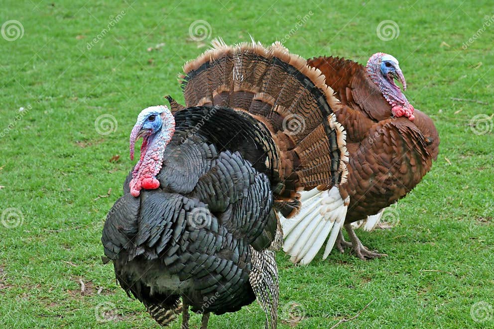 Thanksgiving Turkey Gobblers Stock Image - Image of farm, feathers: 5249393