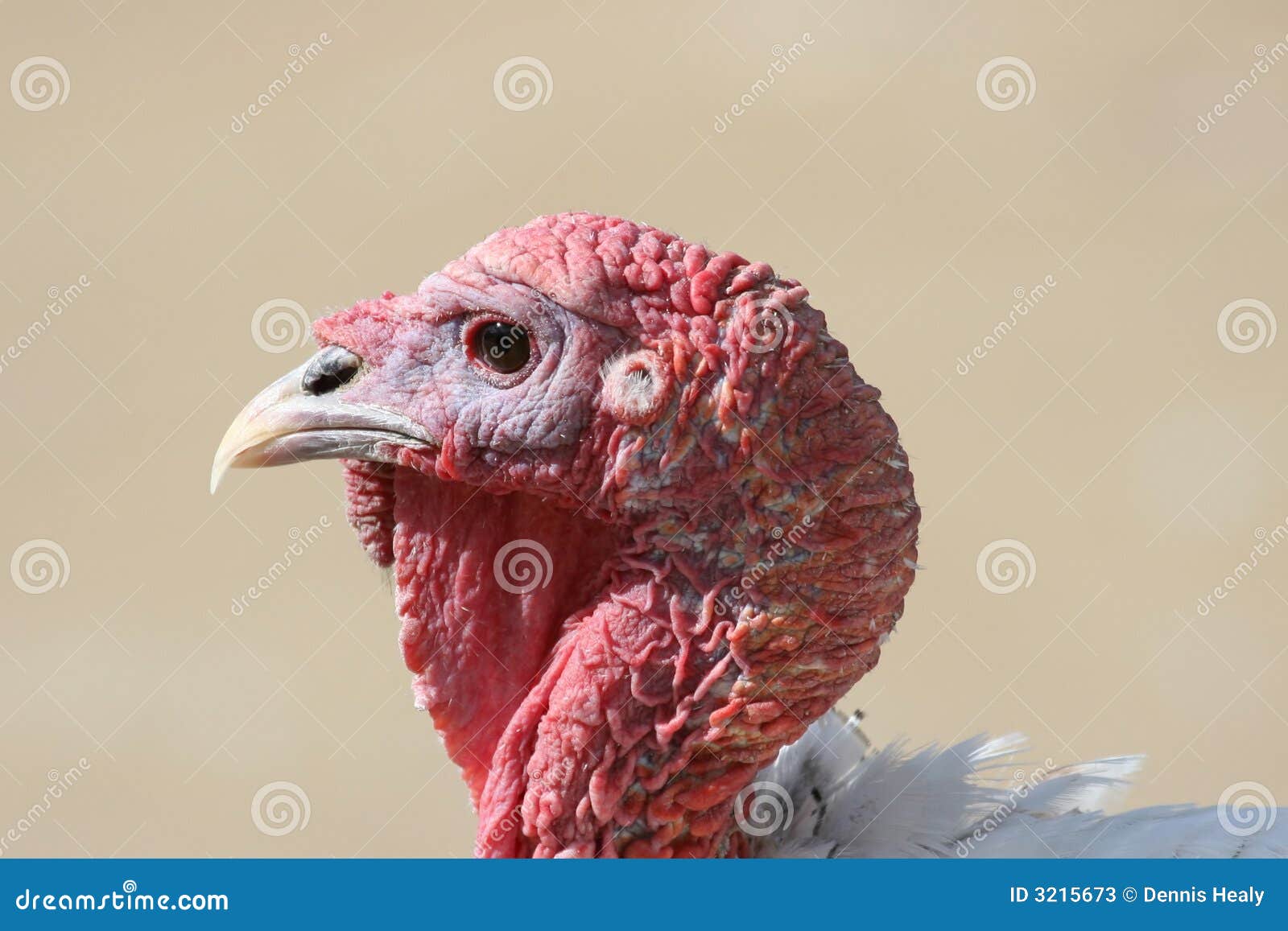 Thanksgiving Turkey Portrait Stock Image - Image of face, bird: 3215673