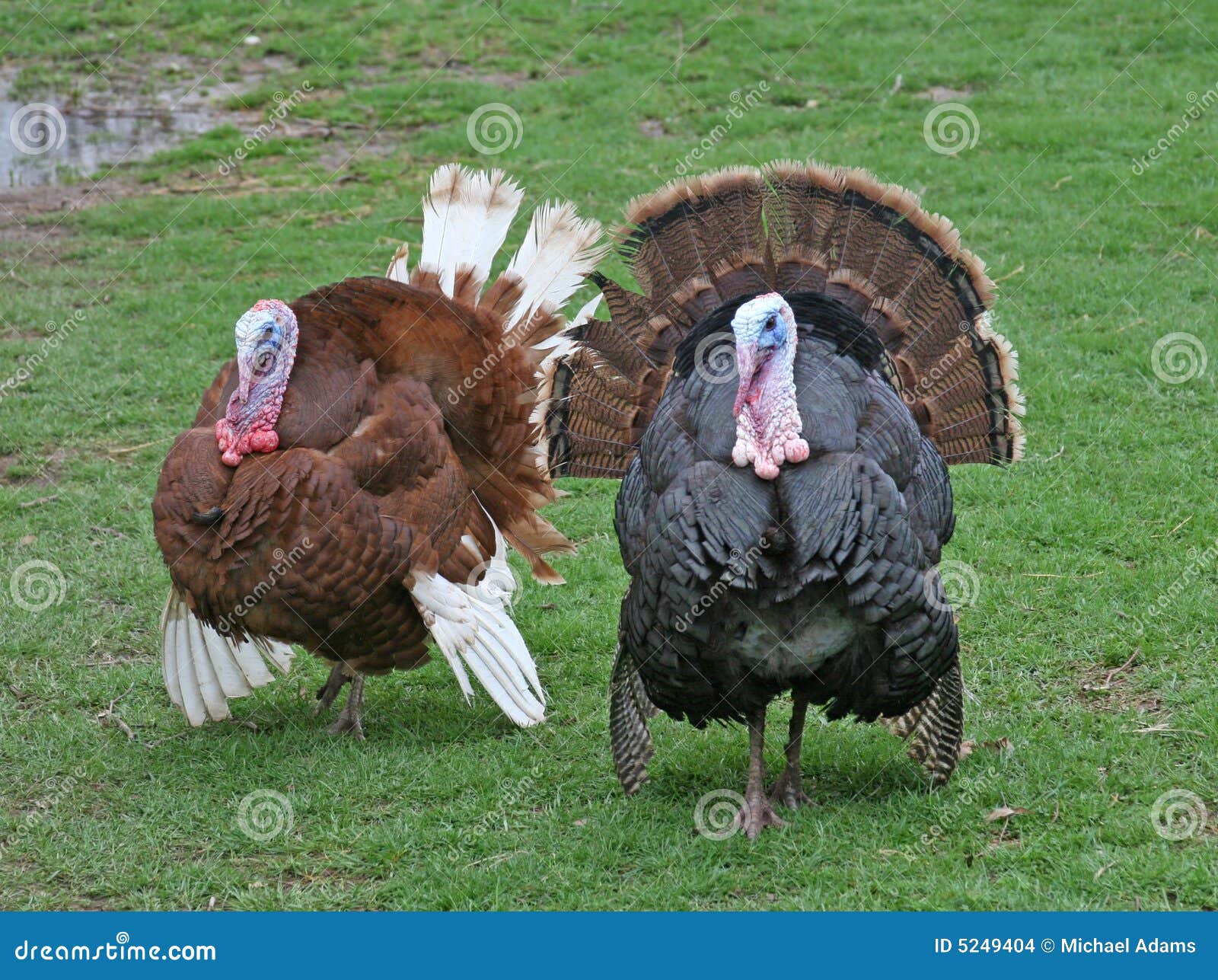 Thanksgiving Turkeys stock photo. Image of gobblers, barnyard - 5249404
