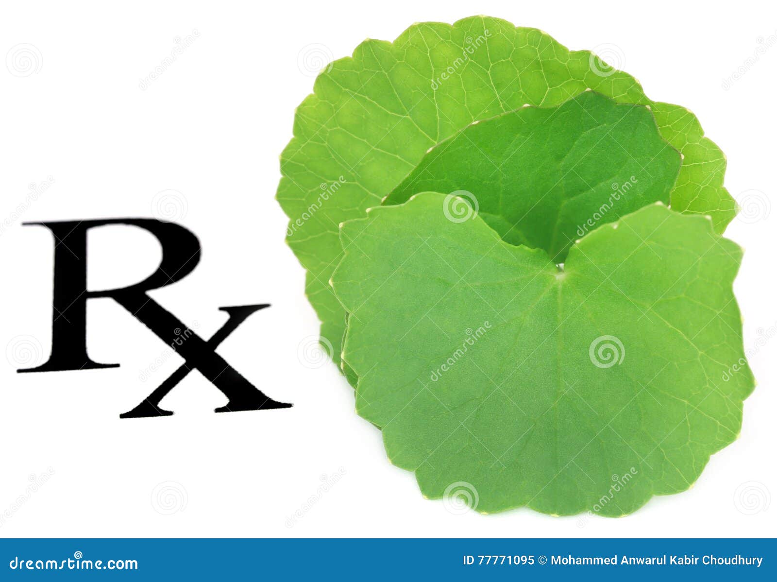 Thankuni Leaves As Medicine Stock Image - Image of centella, herb: 77771095