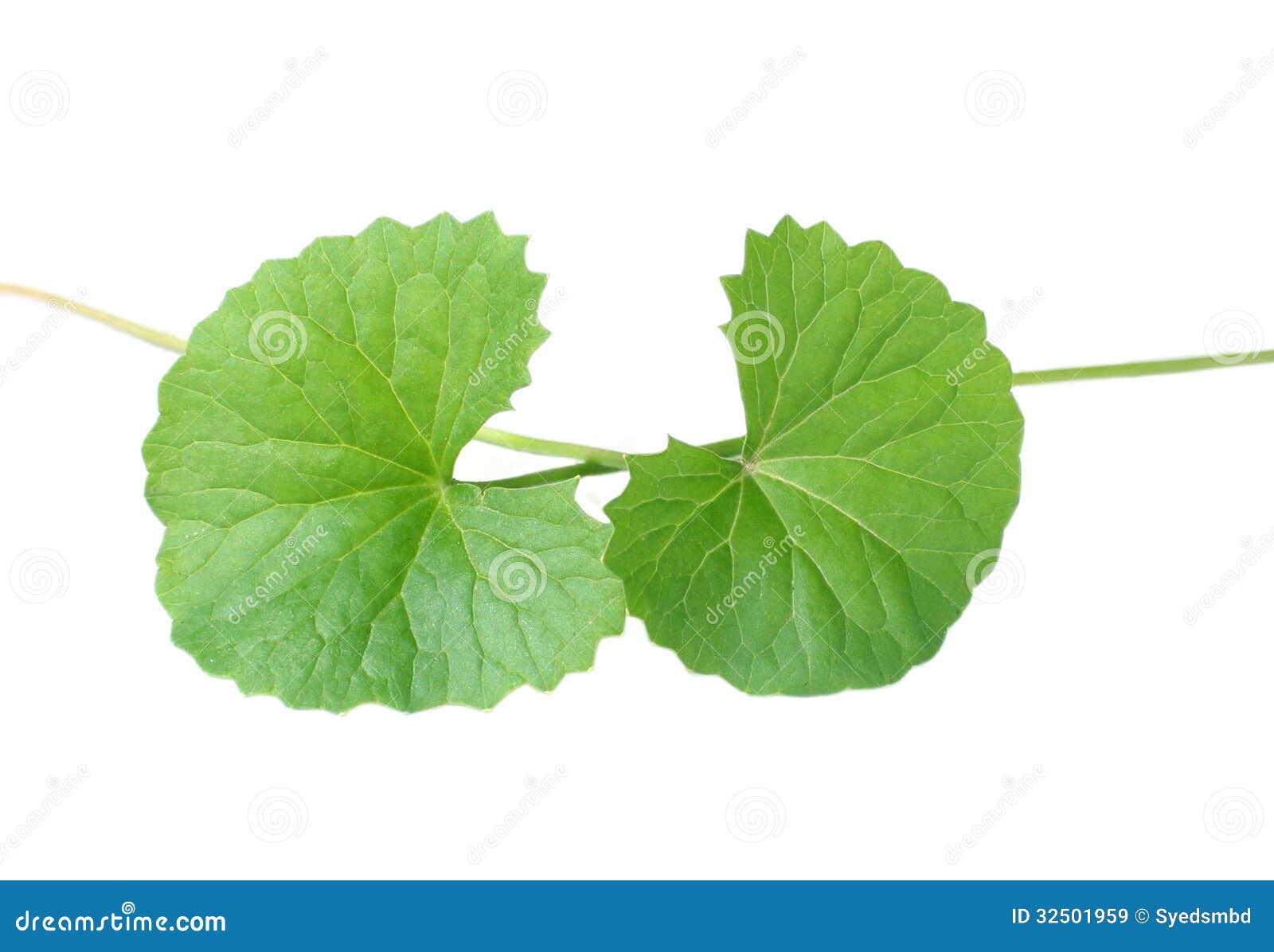 Thankuni leaves stock image. Image of background, thankuni - 32501959