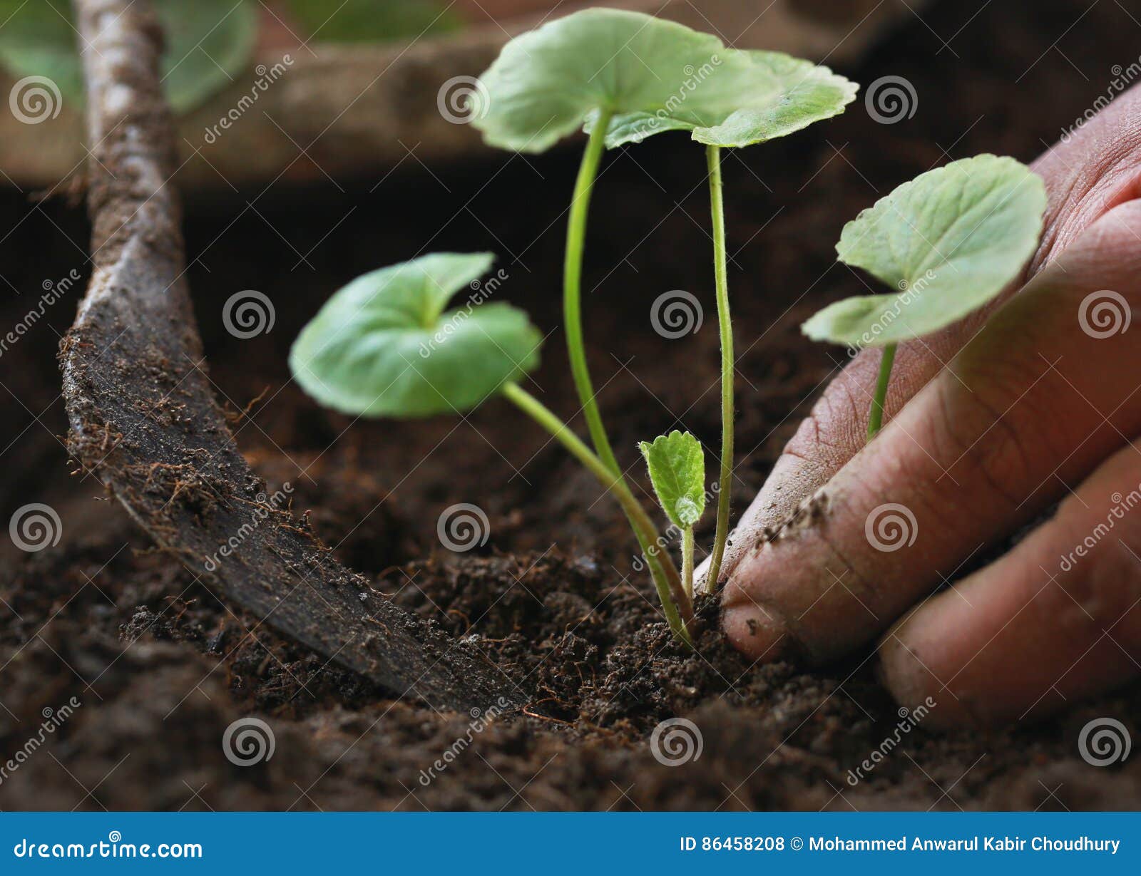Thankuni seedling stock photo. Image of kola, lata, holistic - 86458208