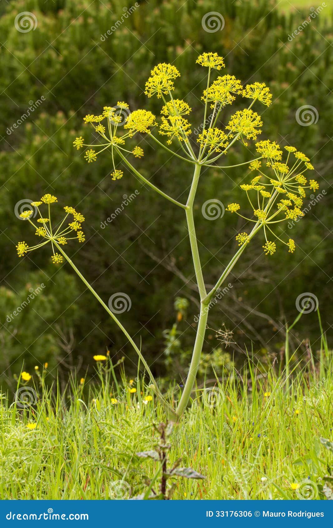 Thapsia villosa flower stock photo. Image of deadly, thapsia - 33176306