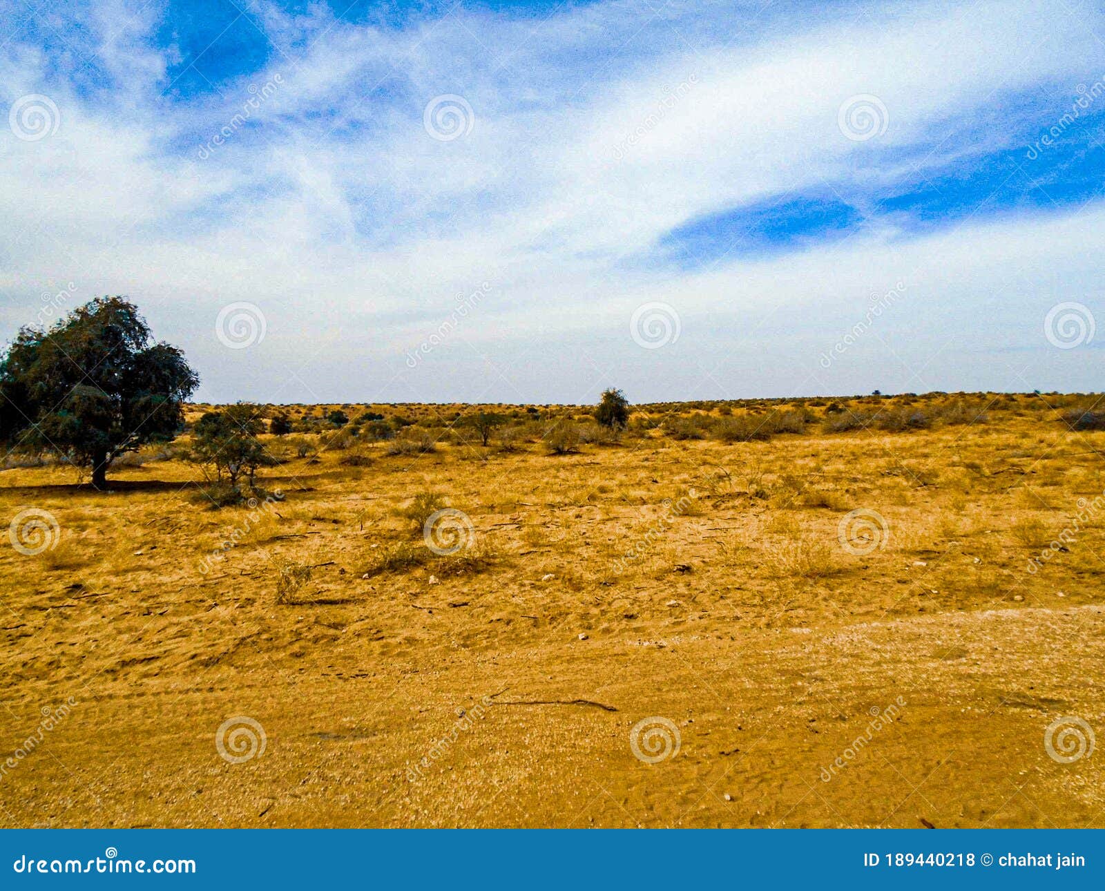 Thar desert have plants stock photo. Image of plants - 189440218