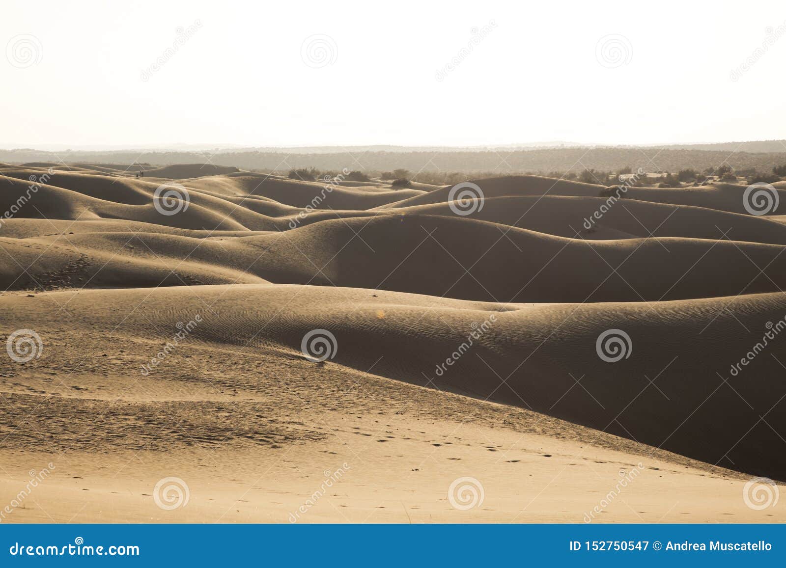 Thar Desert Landscape, View of Thar Zone, in the Rajasthan Stock Image ...