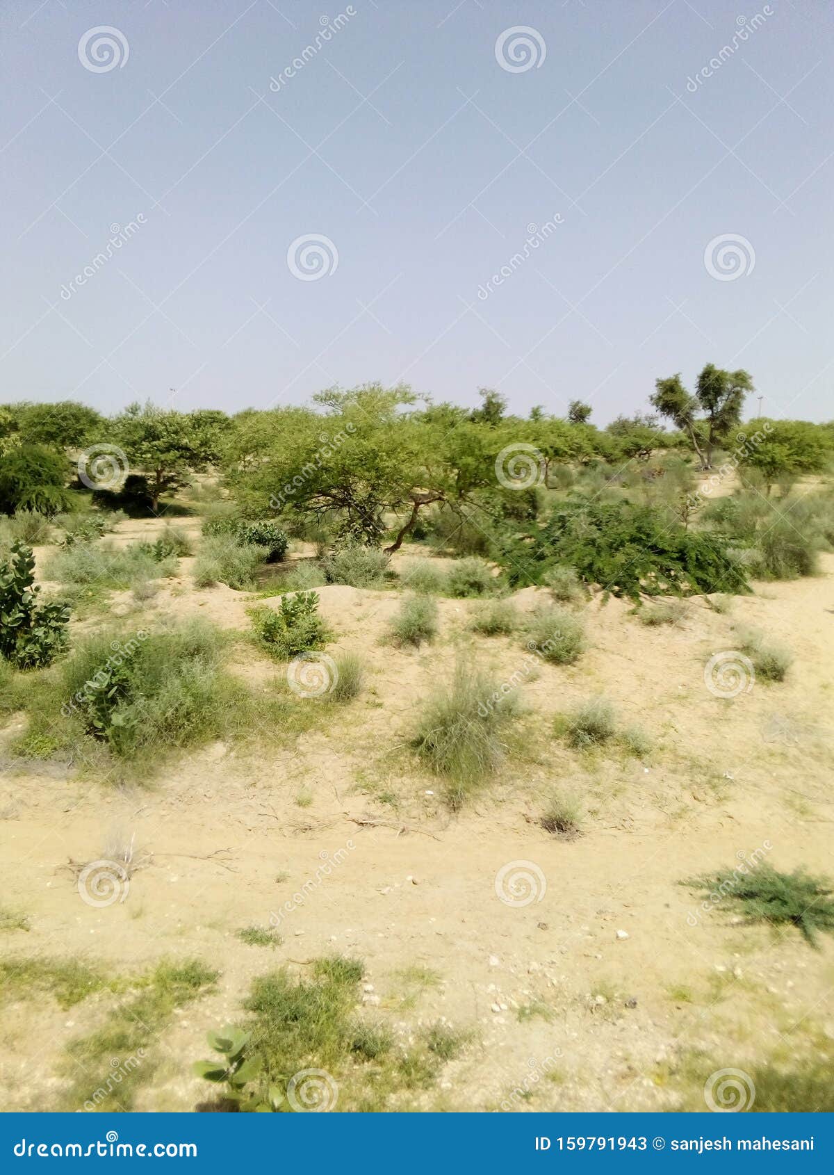 Tharparkar Sindh Desert and Grass Area Stock Image - Image of ...