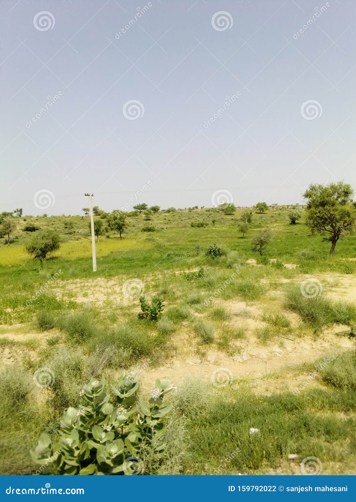 Tharparkar Sindh Desert and Grass Area Stock Photo - Image of sindh ...