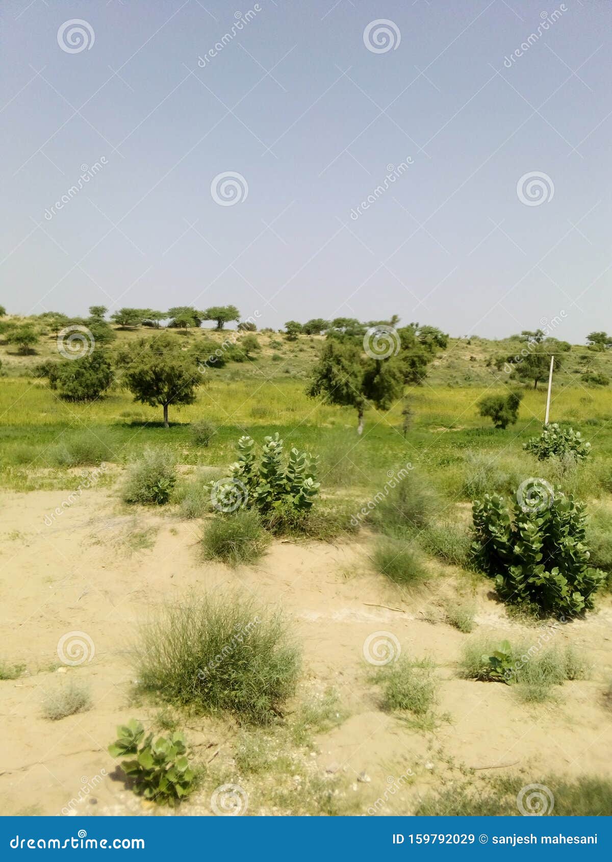 Tharparkar Sindh Desert and Grass Area Stock Image - Image of ...