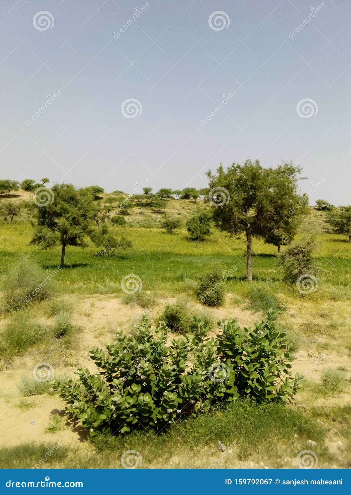 Tharparkar Sindh Desert and Grass Area Stock Image - Image of ...