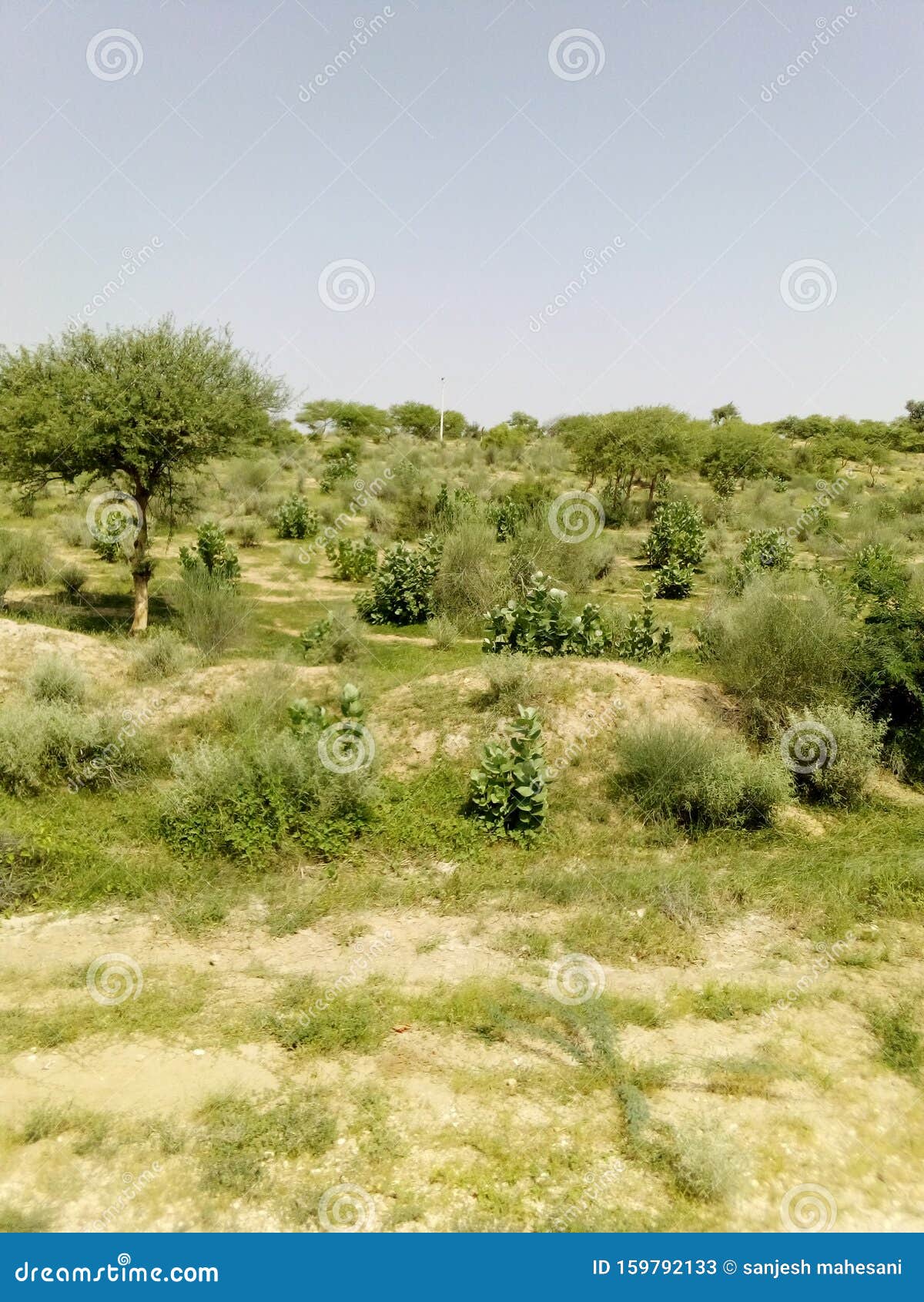 Tharparkar Sindh Desert and Grass Area Stock Image - Image of ...