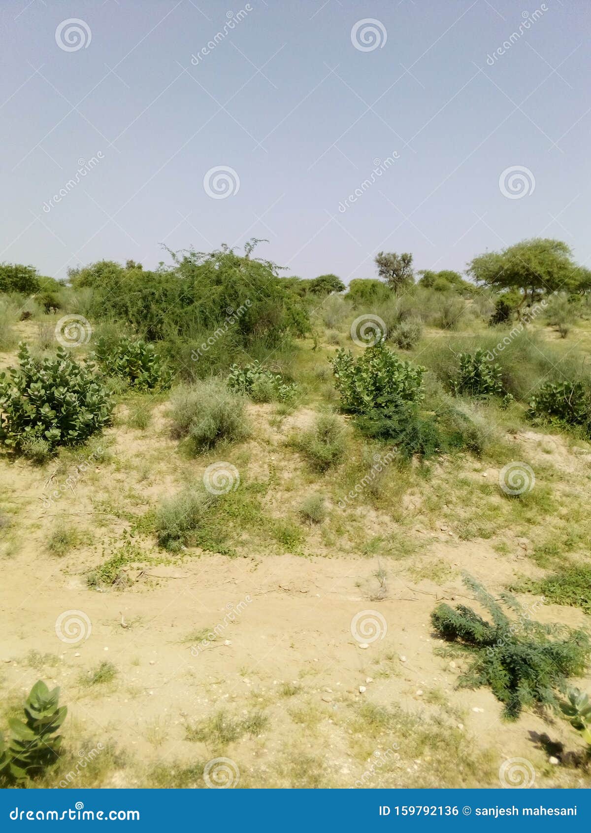 Tharparkar Sindh Desert and Grass Area Stock Photo - Image of sindh ...