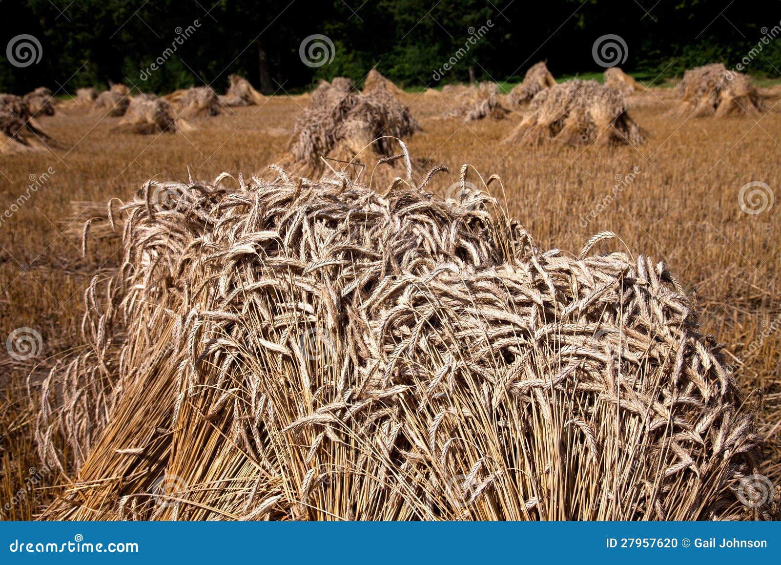 Thatch stock photo. Image of straw, field, bundle, wiltshire - 27957620