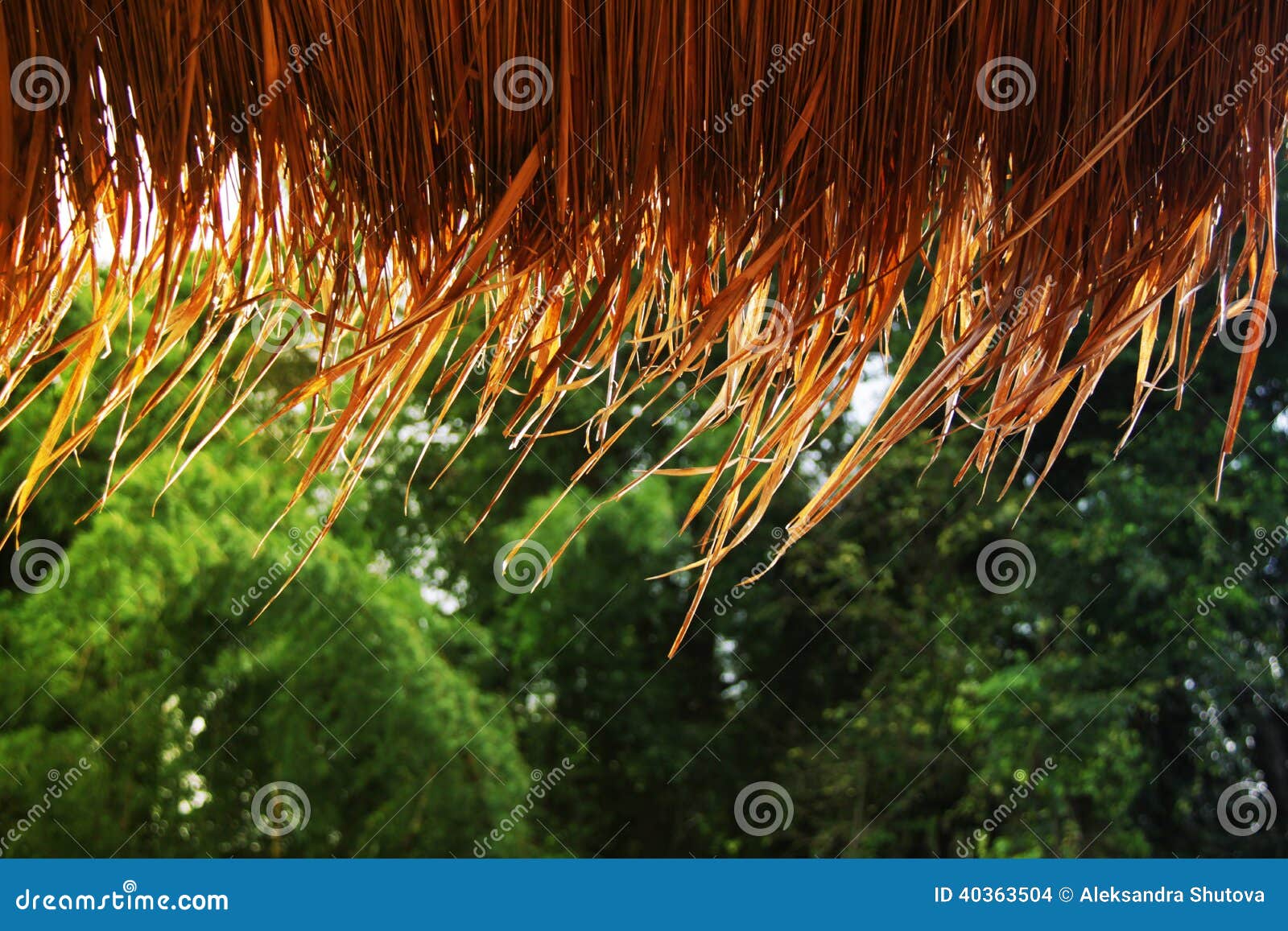 Thatch; stock photo. Image of history, outdoors, antique - 40363504