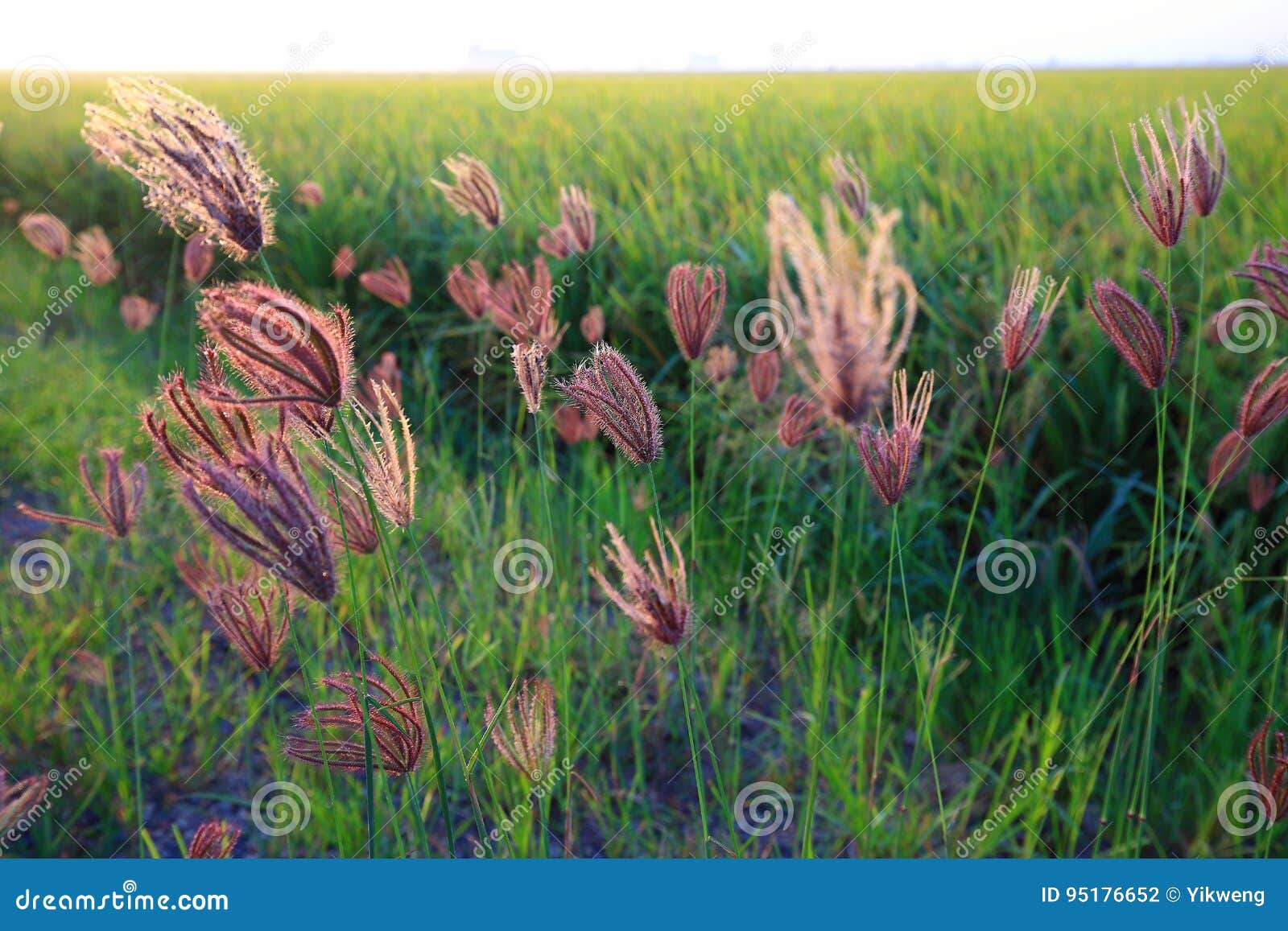 Thatch Flower Sekinchan stock photo. Image of beautiful - 95176652