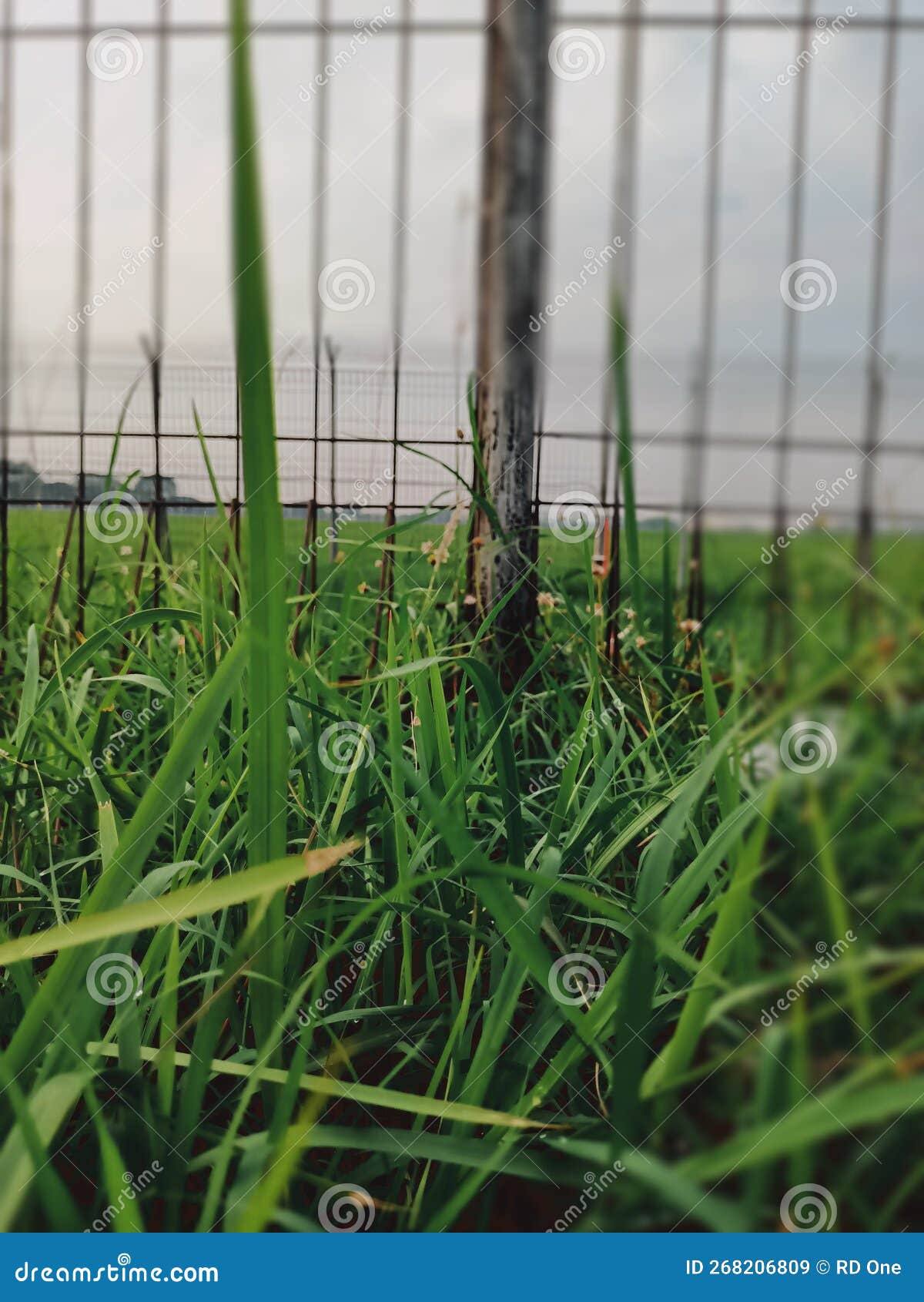 Thatch grass stock image. Image of late, grass, thatch - 268206809