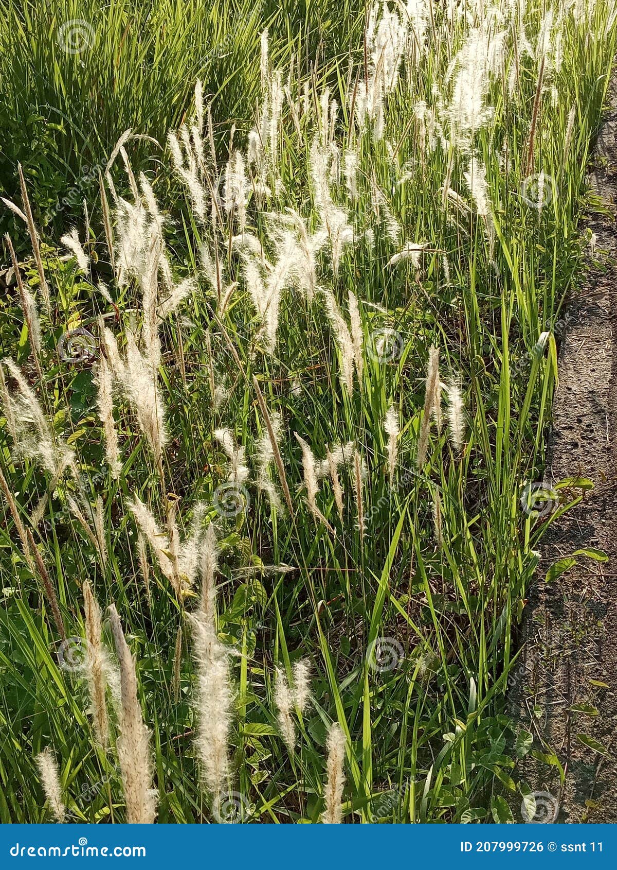 Thatch grass beauty stock photo. Image of plant, tree - 207999726