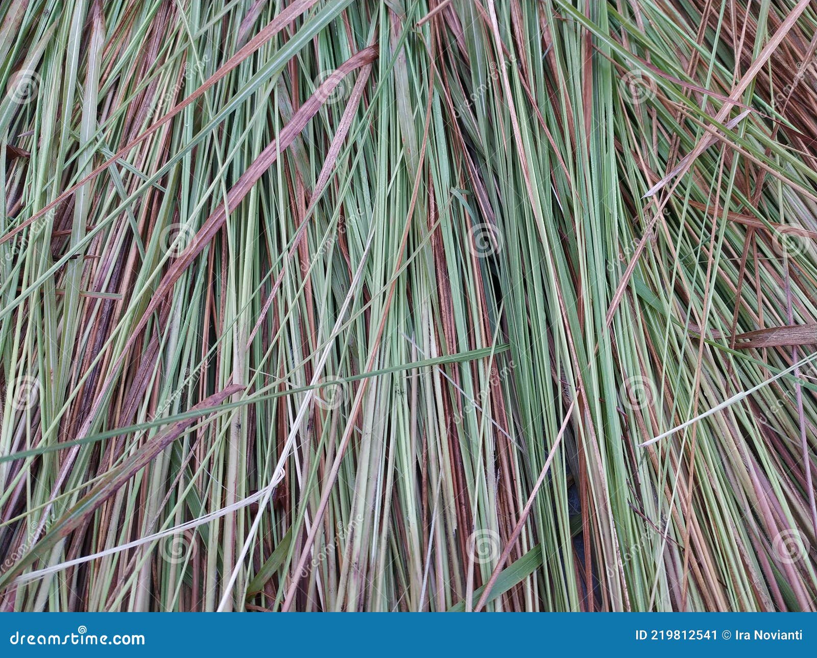 Thatch grass stock image. Image of plant, trunk, frost - 219812541