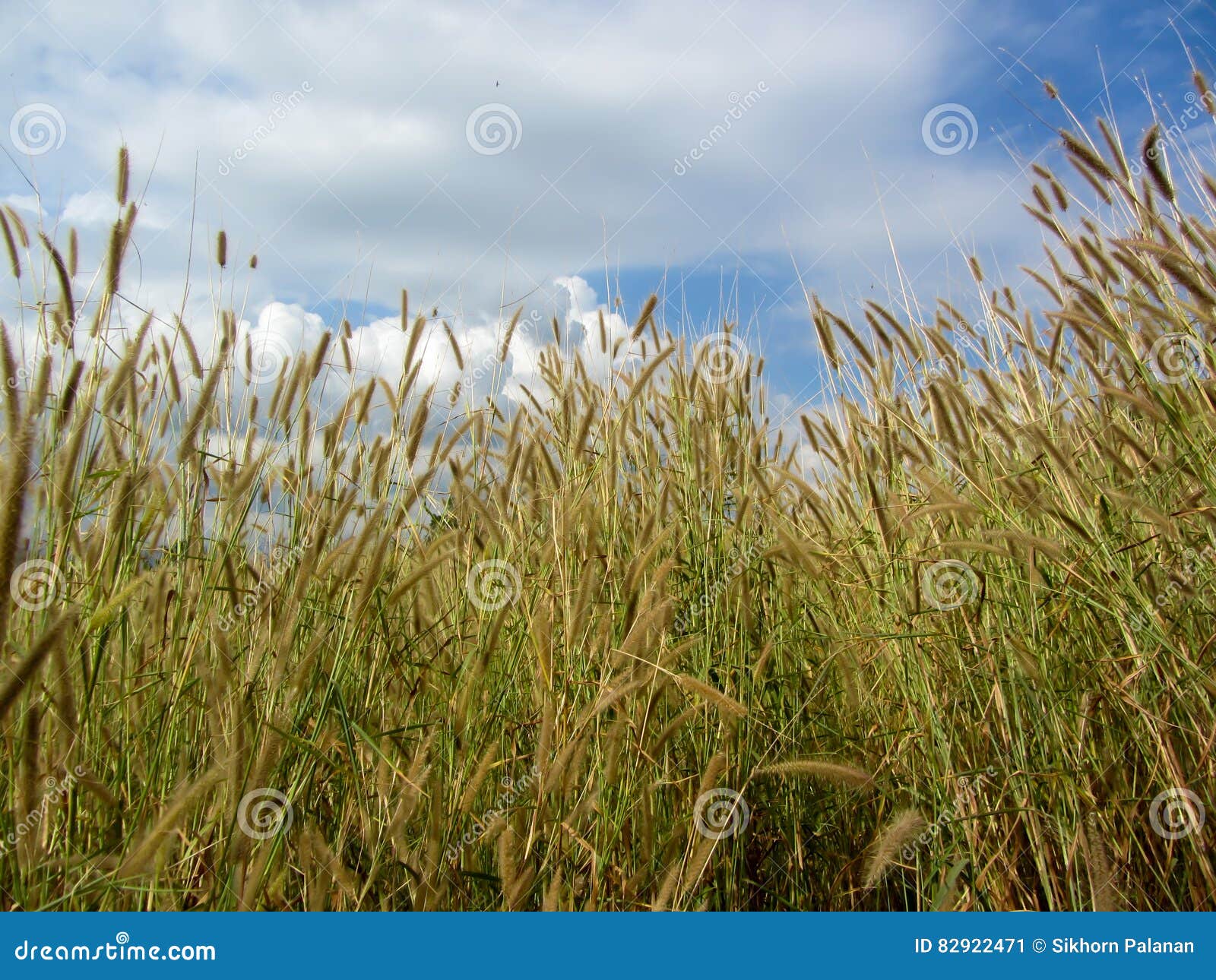 Thatch grass field stock image. Image of grass, thatch - 82922471